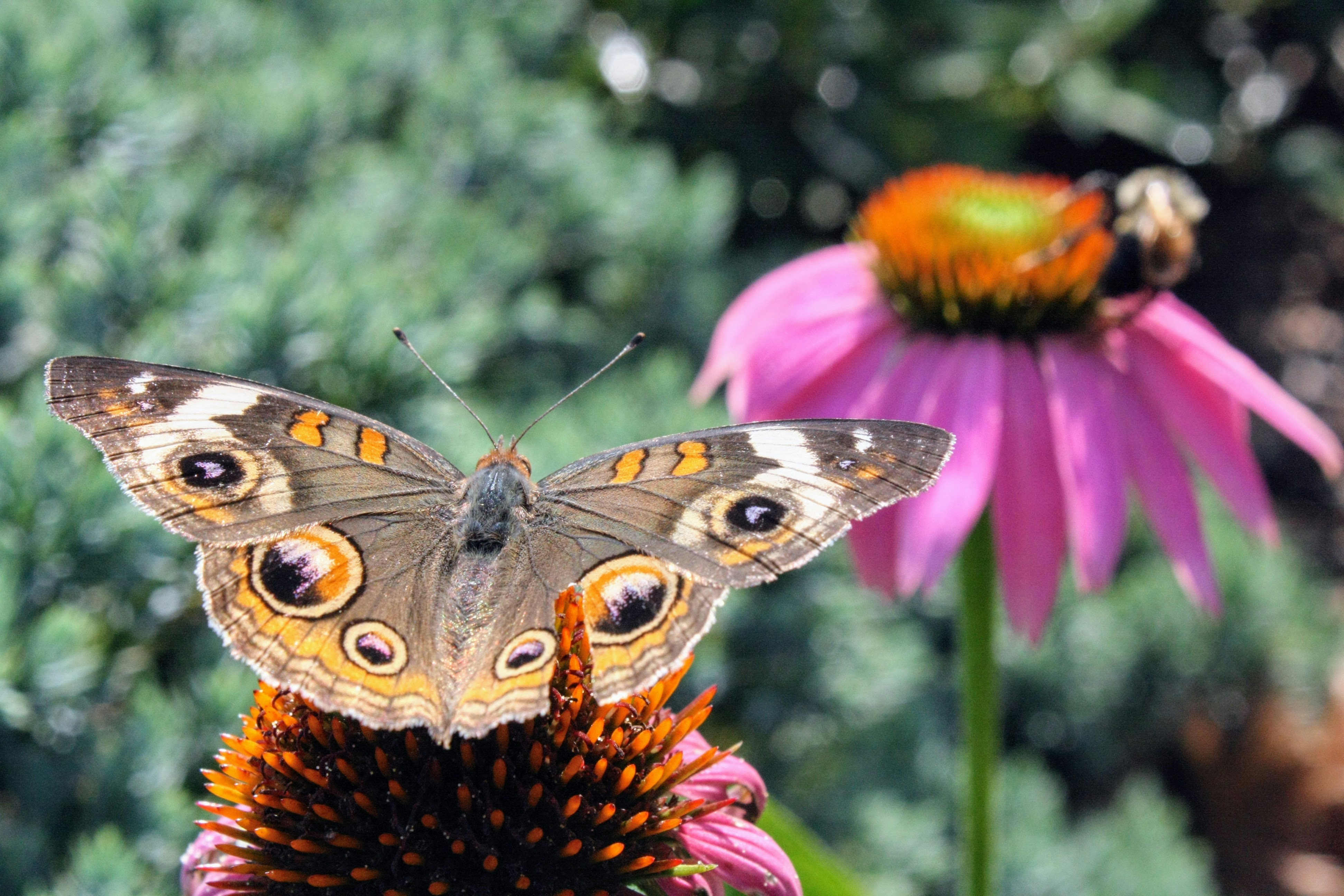 Un papillon sur une fleur photo – Photo Tn Gratuite sur Unsplash
