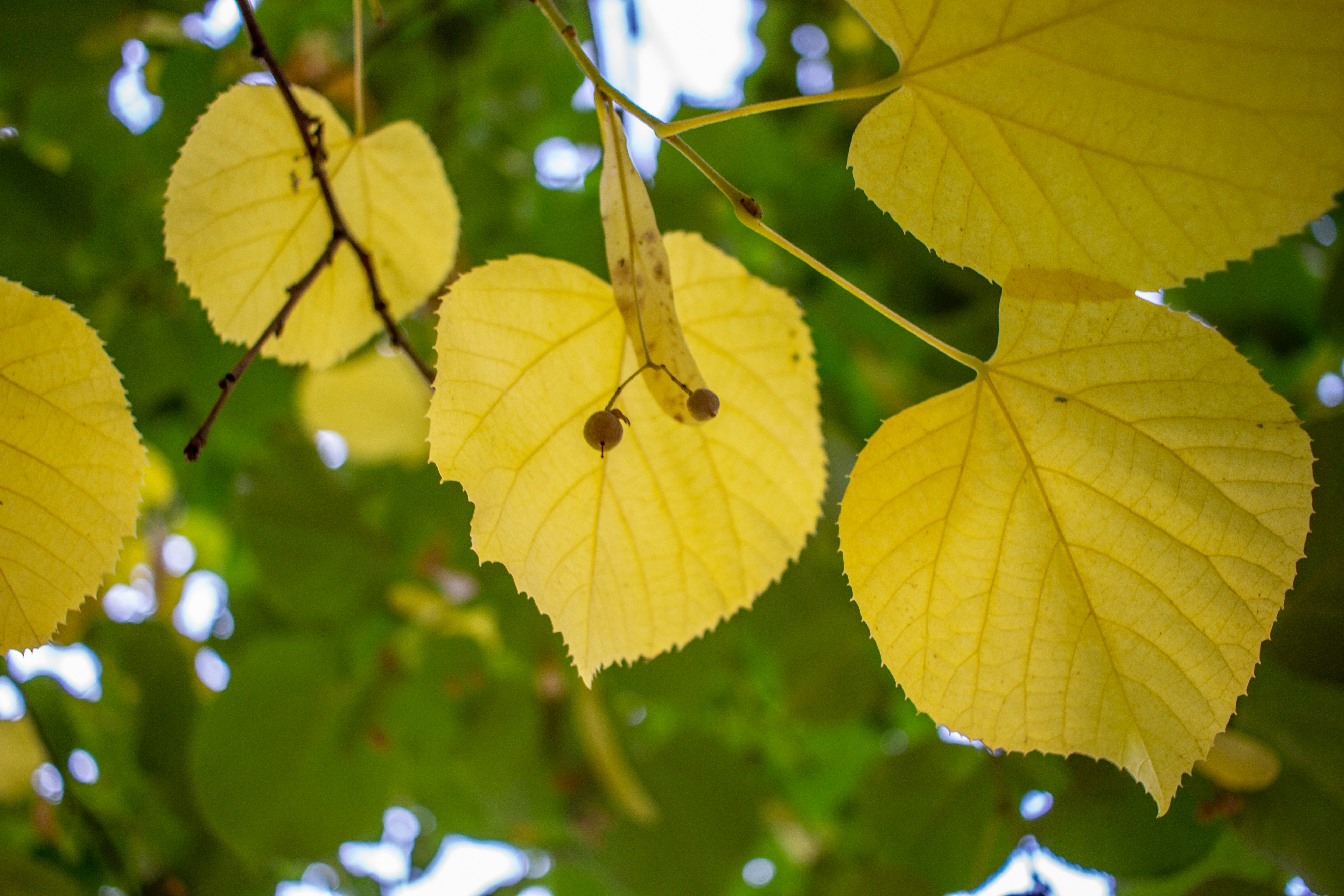 Amber Vein Portrait: Sunlit Leaves in Autumn