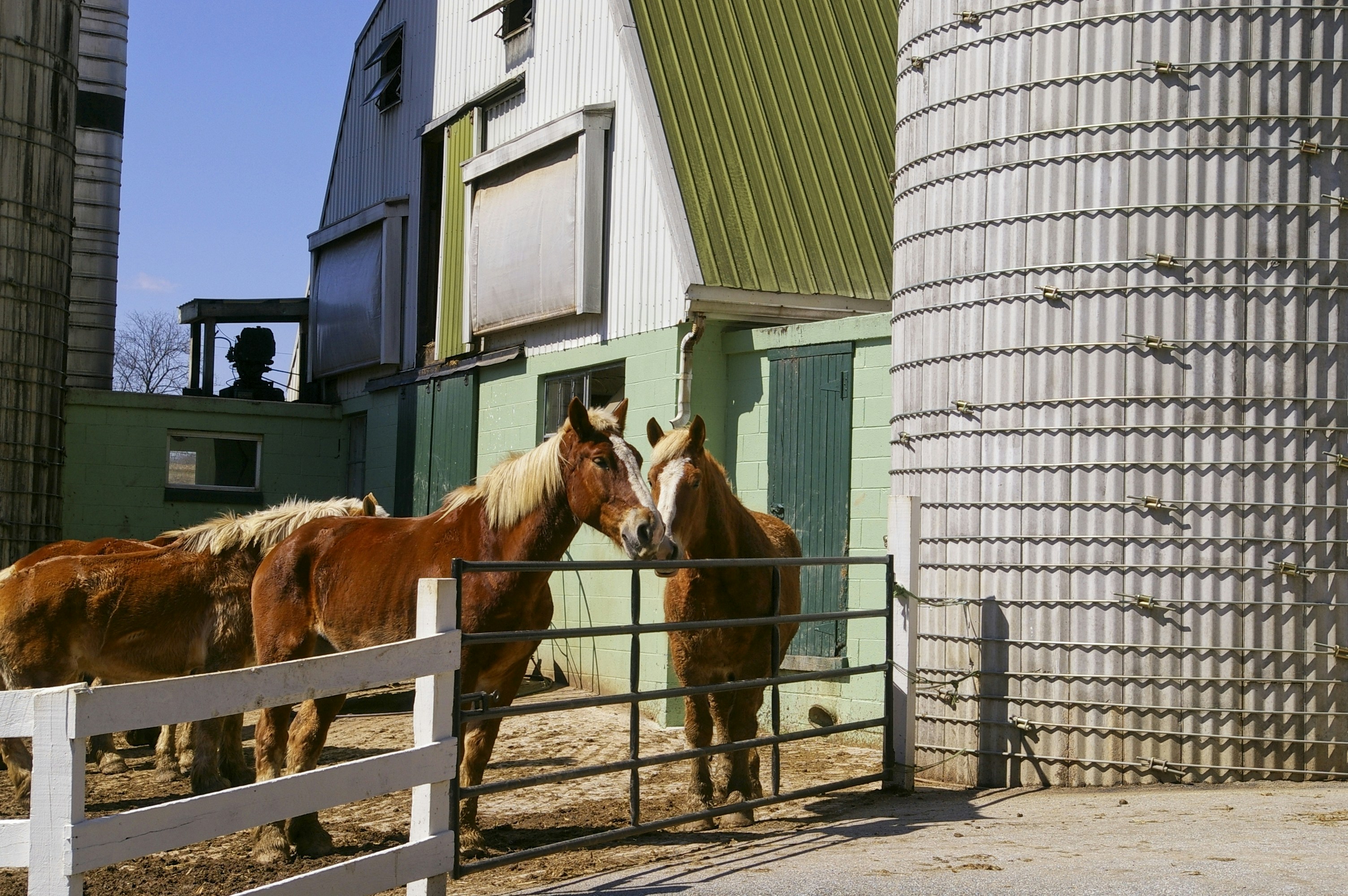 Horses at fence next to silo
