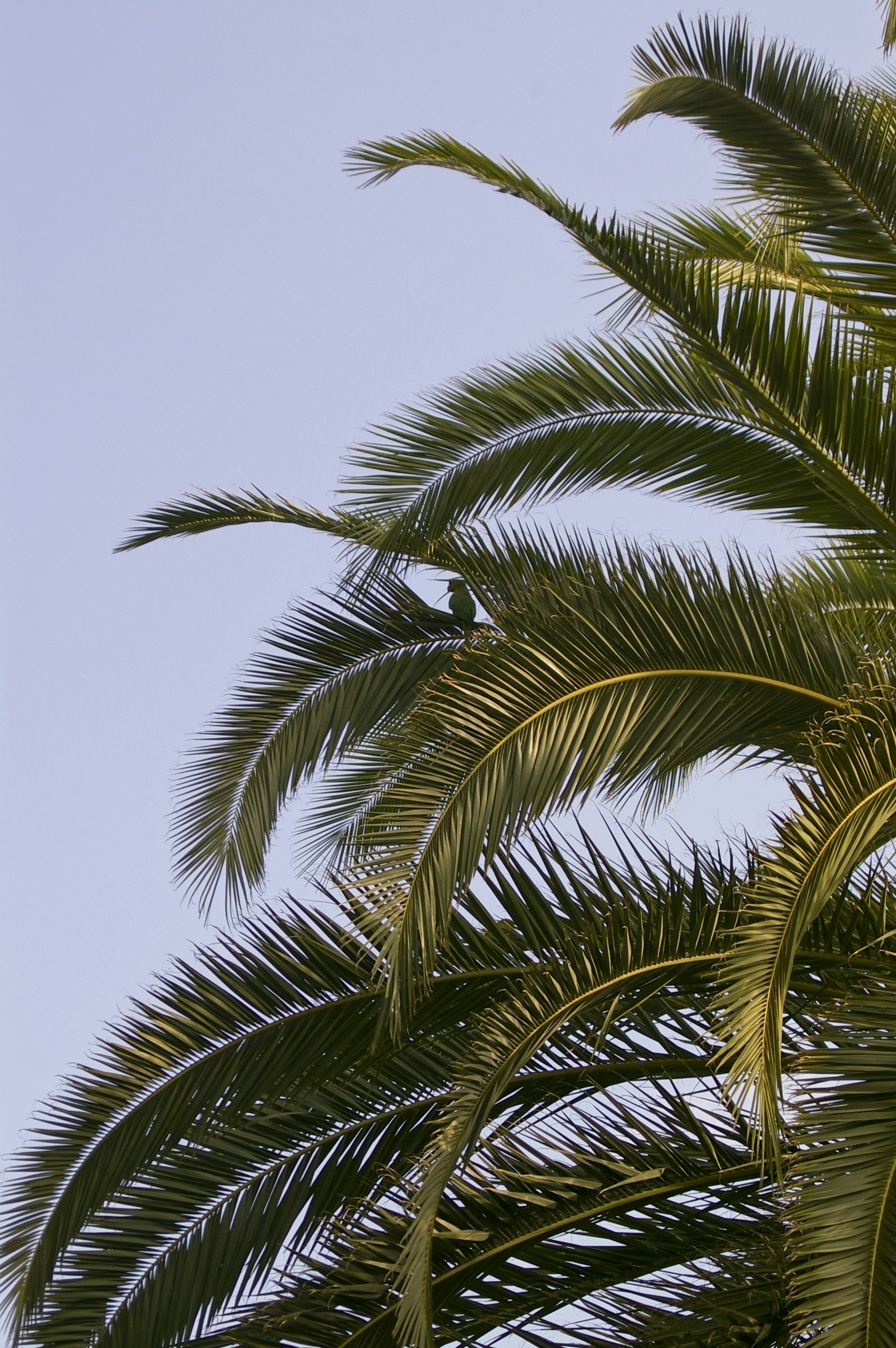 Lush palm fronds reaching towards a clear sky, capturing the essence of a serene tropical atmosphere.