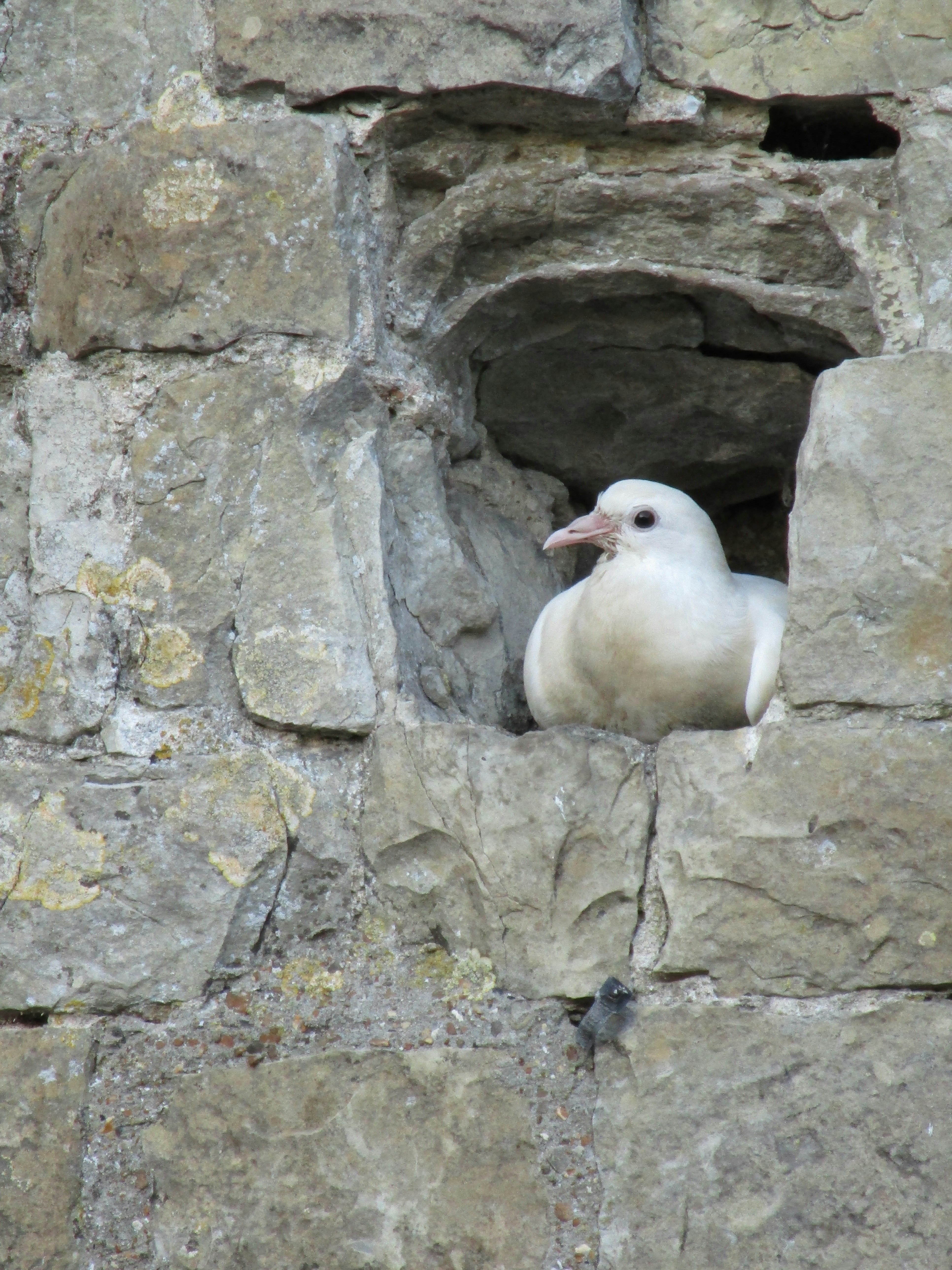 White dove perched in a stone wall opening, surrounded by weathered stones and moss. A serene moment captured in a historical setting.