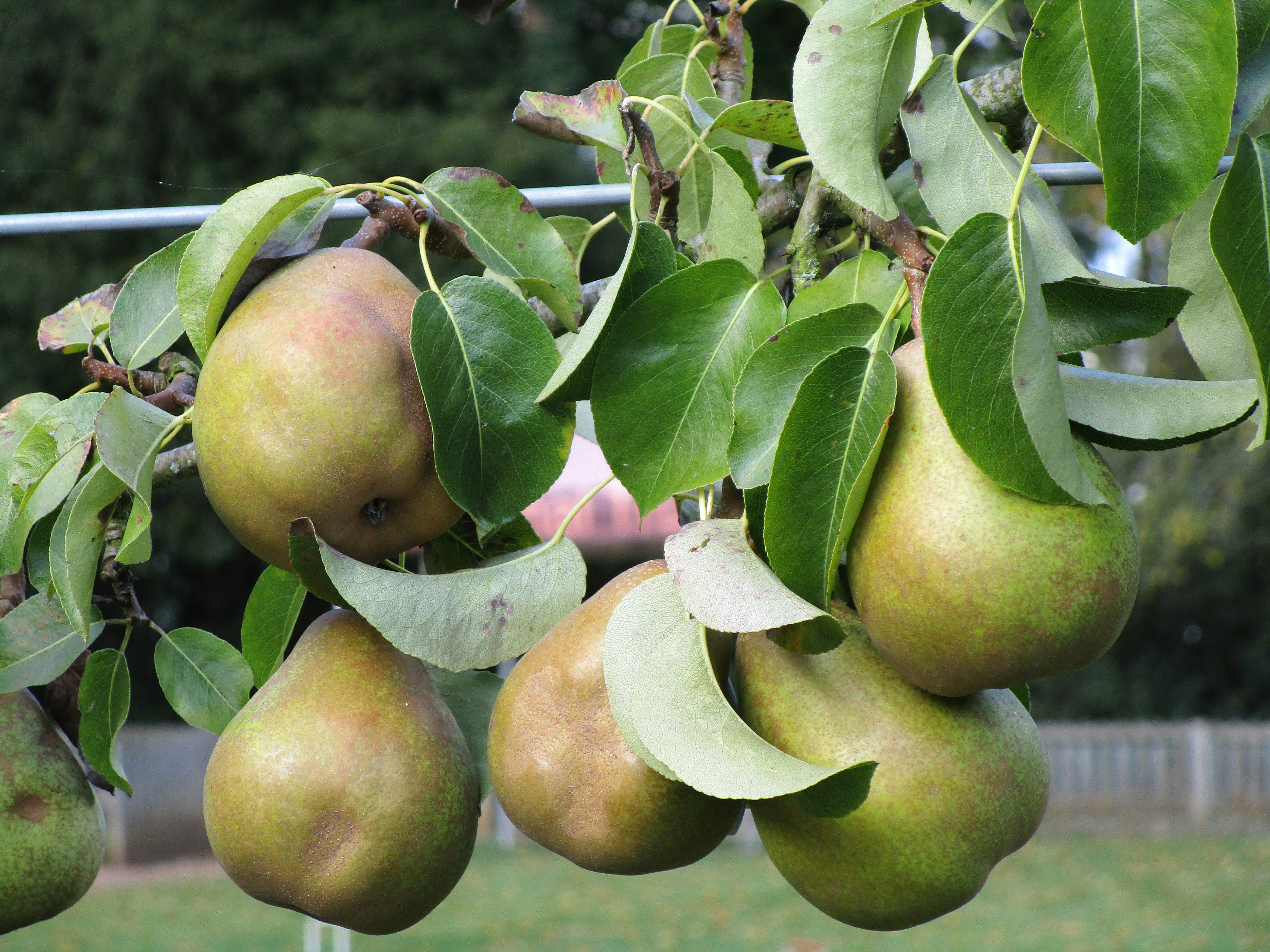 Un ramo de manzanas en un árbol foto – Imagen de Peras gratuita en Unsplash