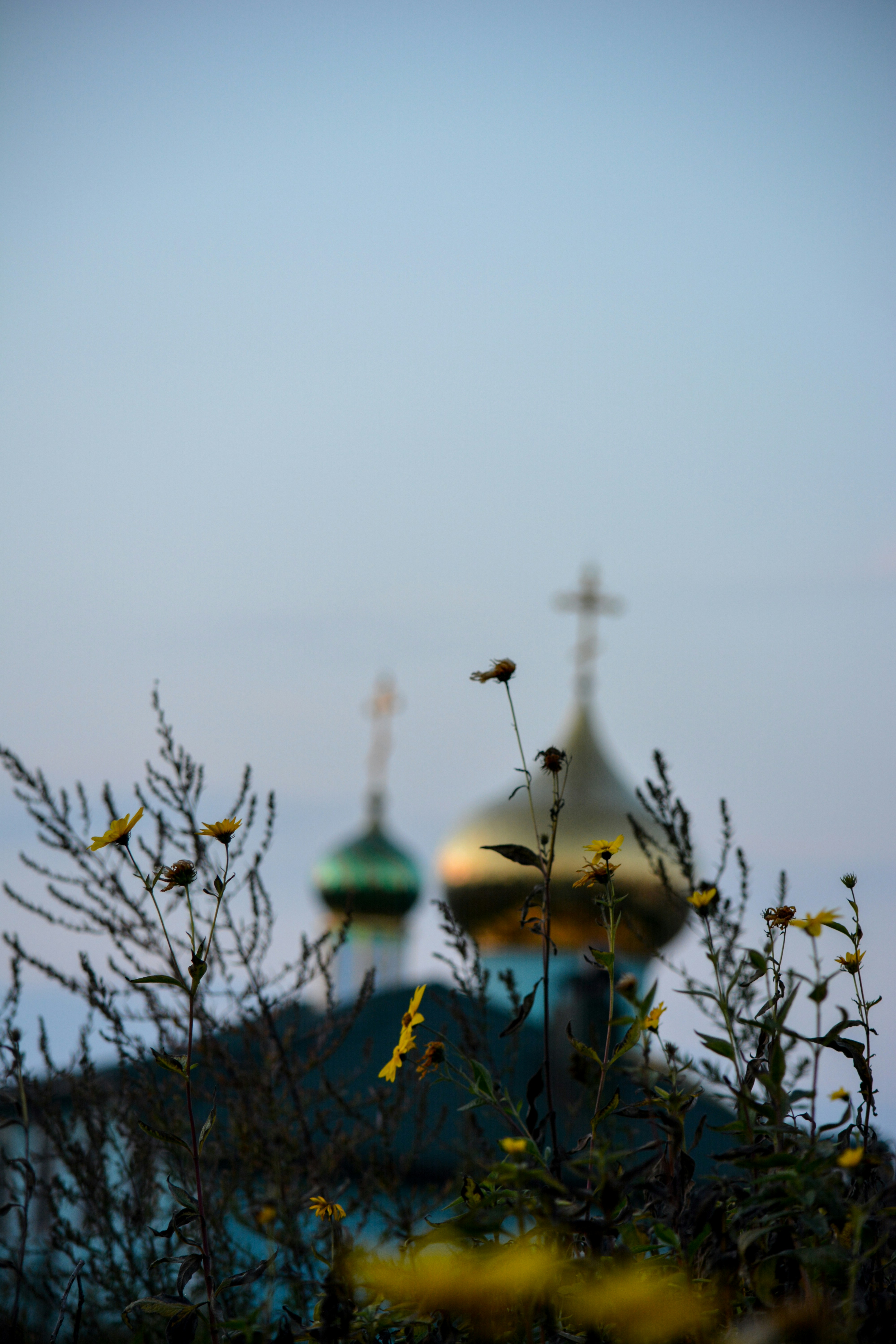 Wildflower Silhouettes Framing a Distant Domed Church in Blue Hour