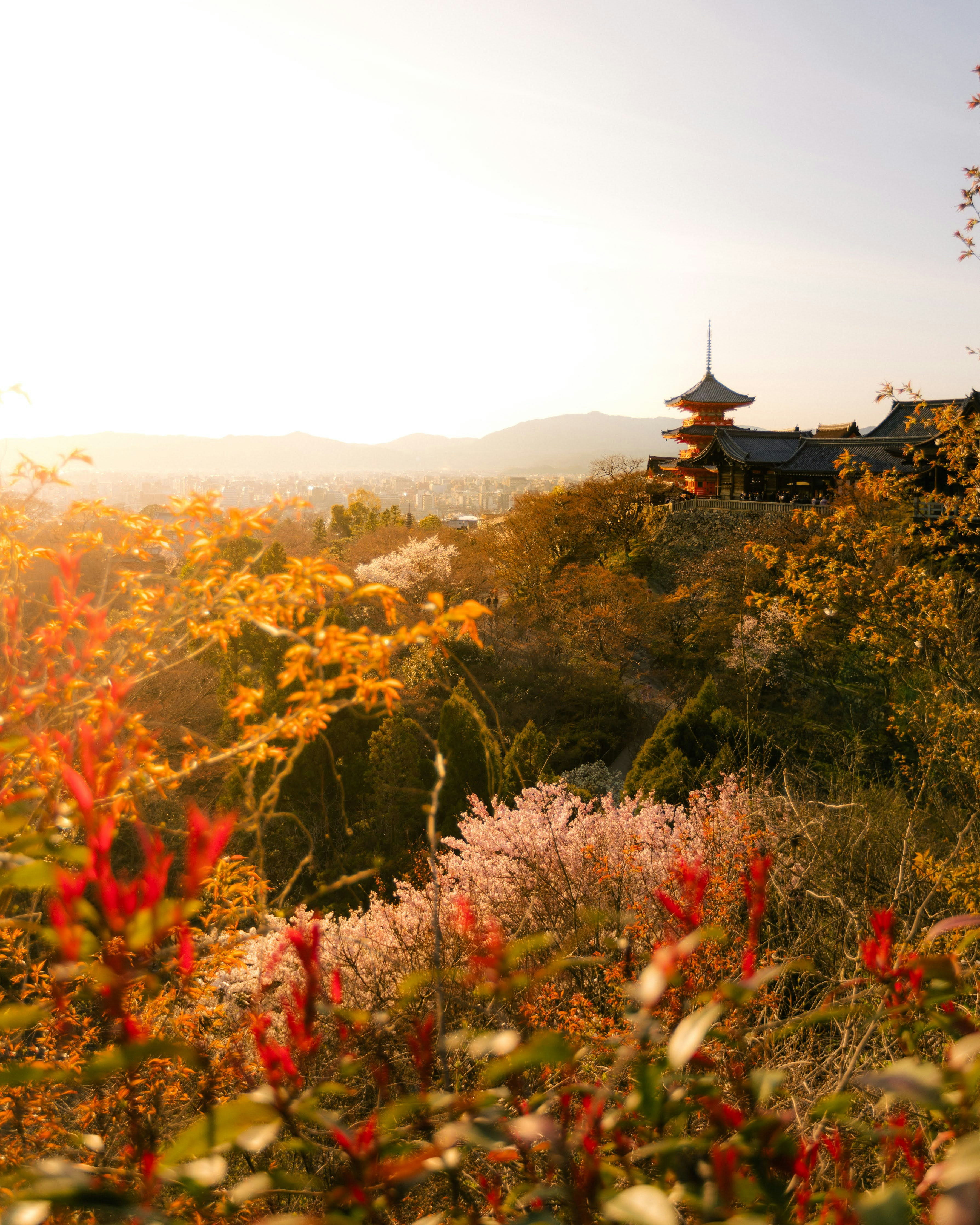 Cherry blossoms and vibrant foliage frame the historic Kiyomizu-dera temple at sunset, showcasing the harmony of nature and architecture.