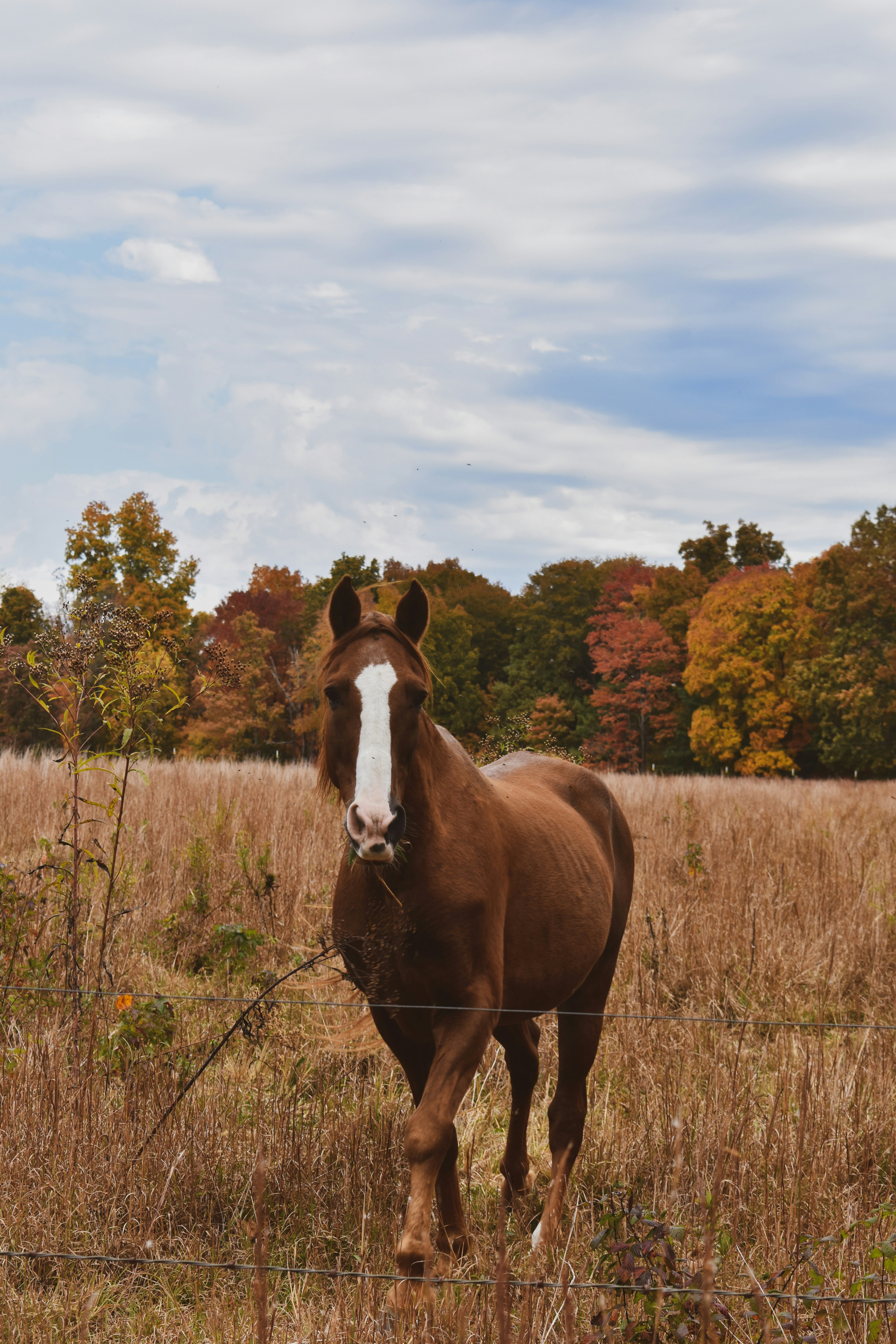 Autumn Meadow Stare: A Brown Horse at the Field's Edge