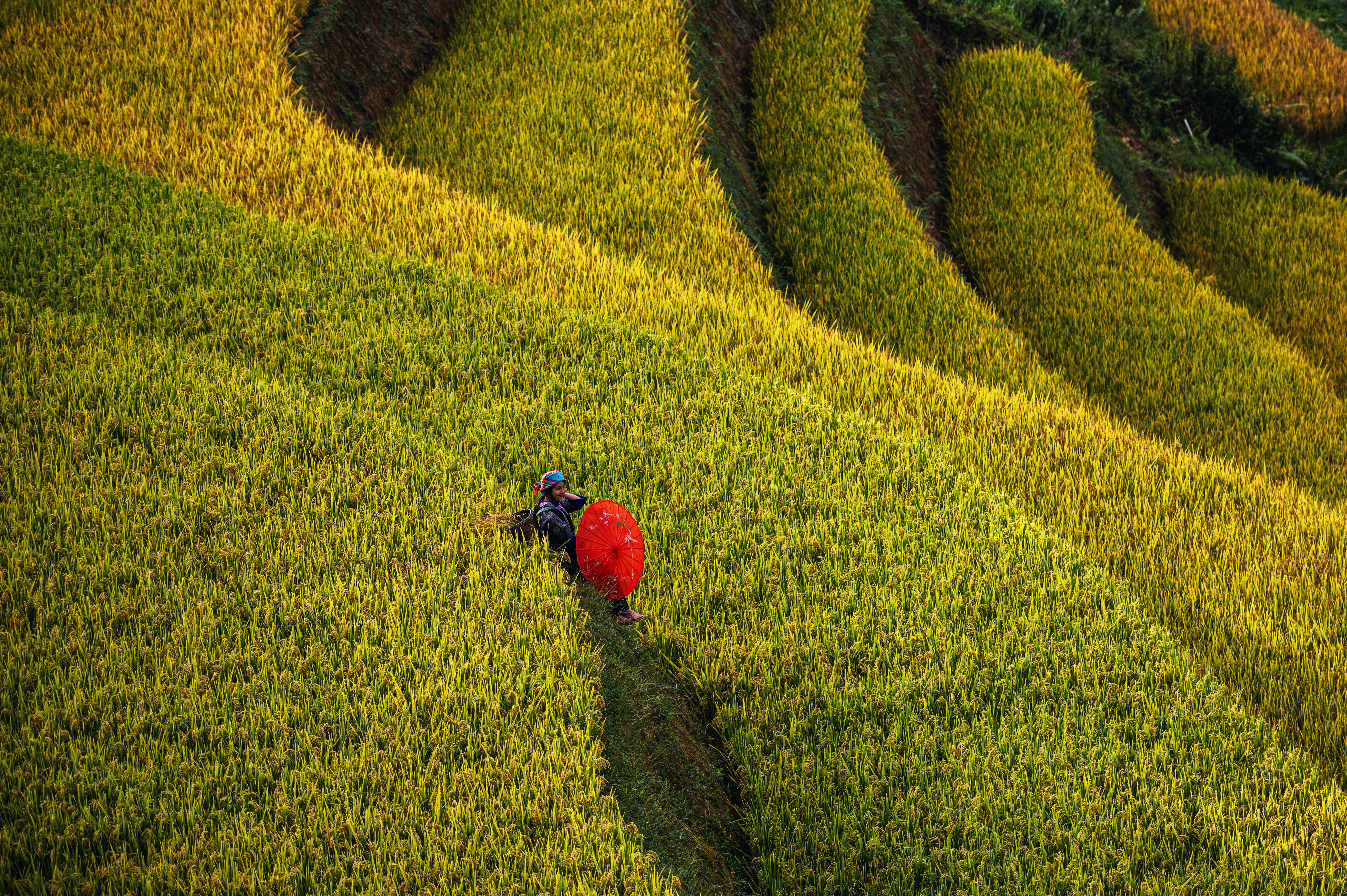 Un couple de personnes dans un champ photo – Photo Récolter Gratuite ...
