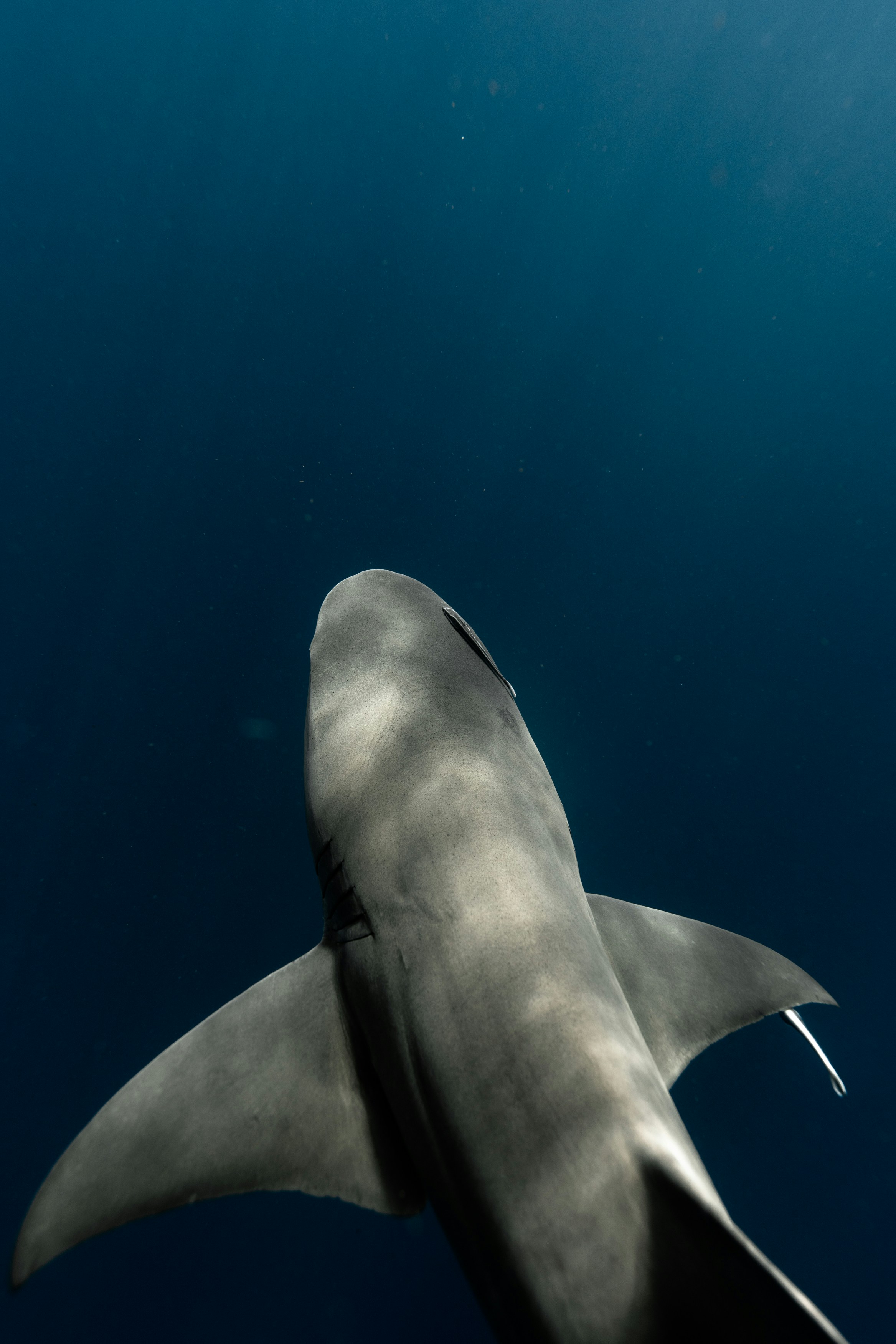 A shark gliding gracefully through the depths of the ocean, showcasing its sleek form against a backdrop of deep blue. The image captures the essence of underwater tranquility.