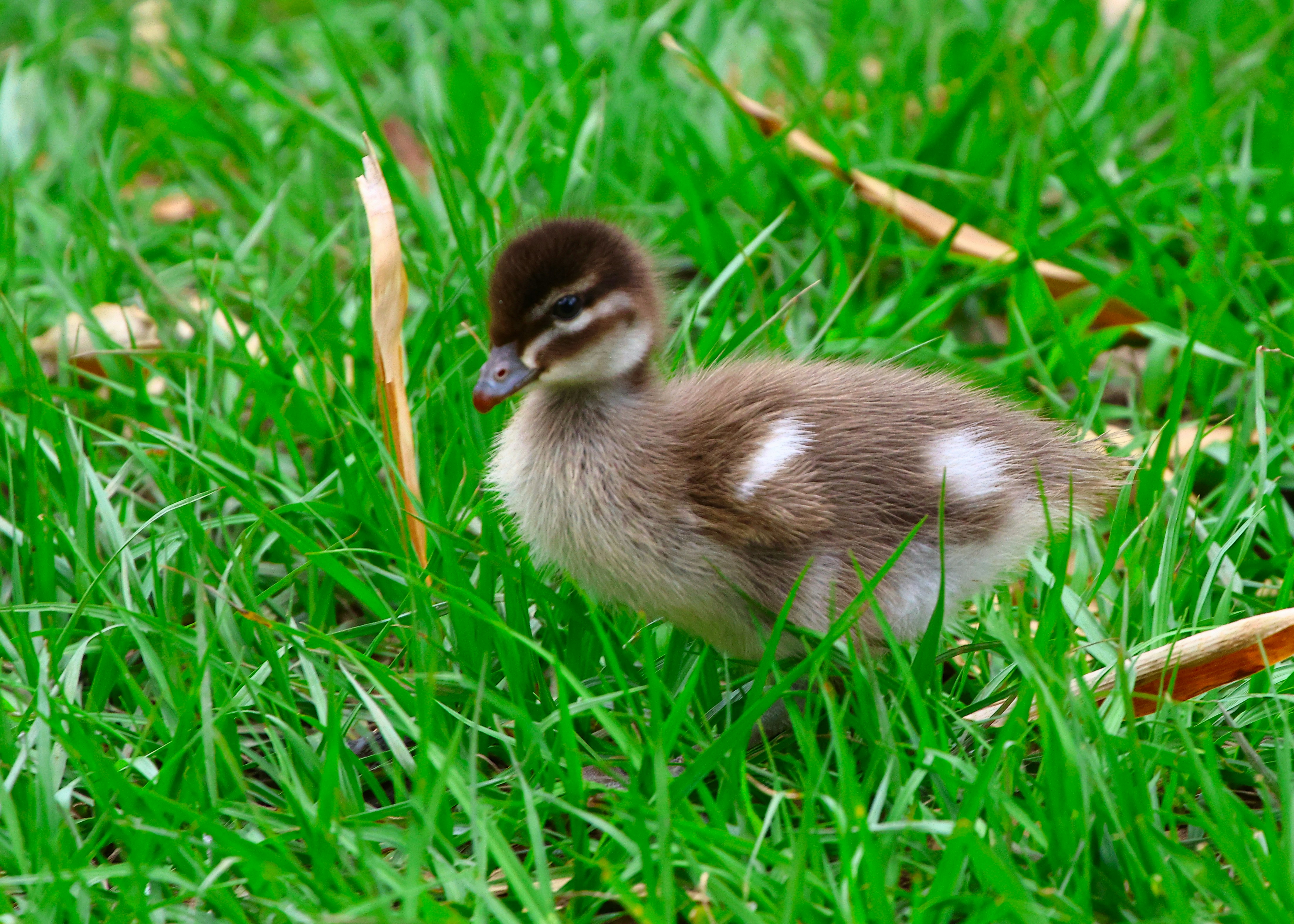 Emerald Meadow Stroll: A Brown Duckling Among the Grass