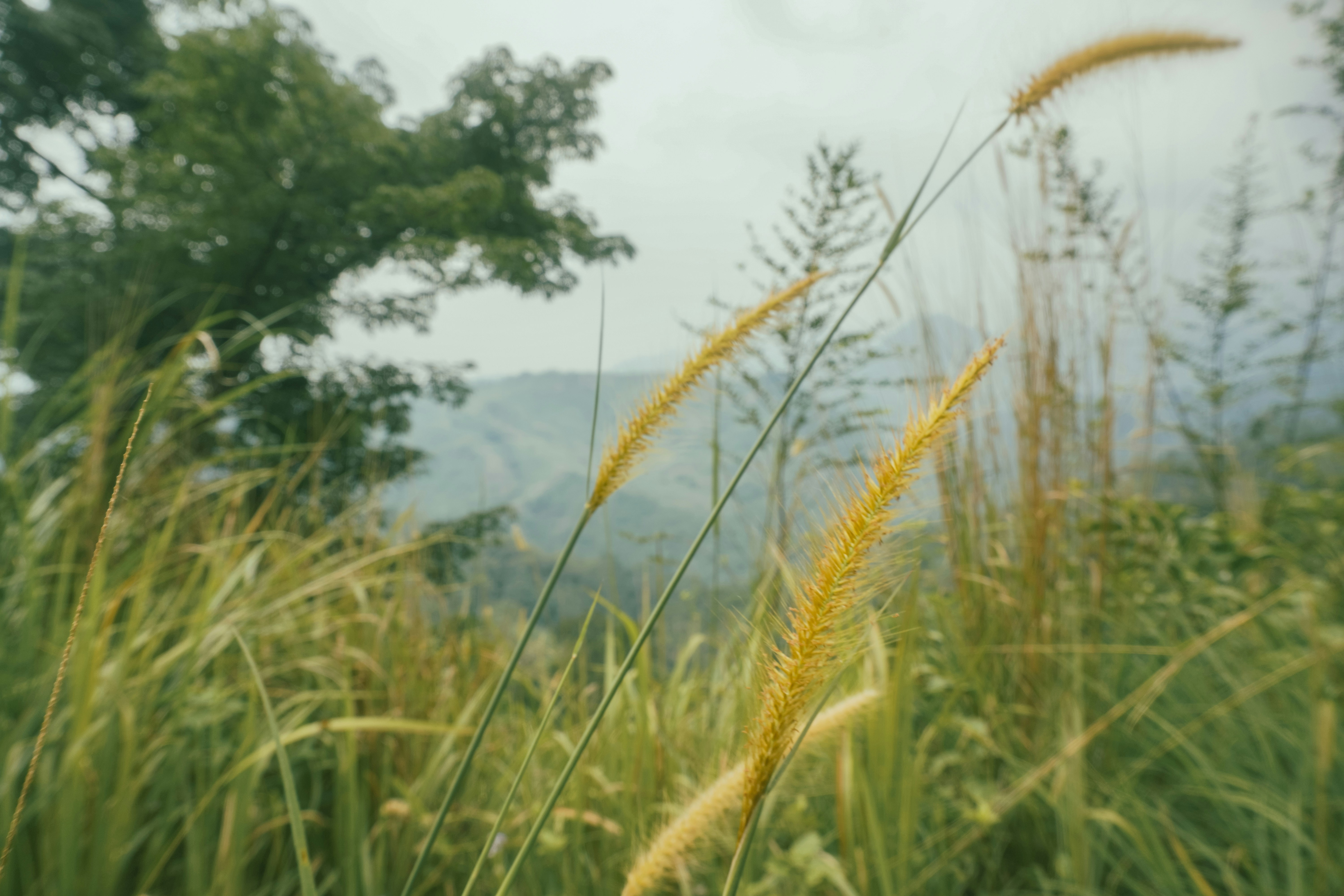 Muhammad Bayu (@bayawws) | Unsplash Photo Community
