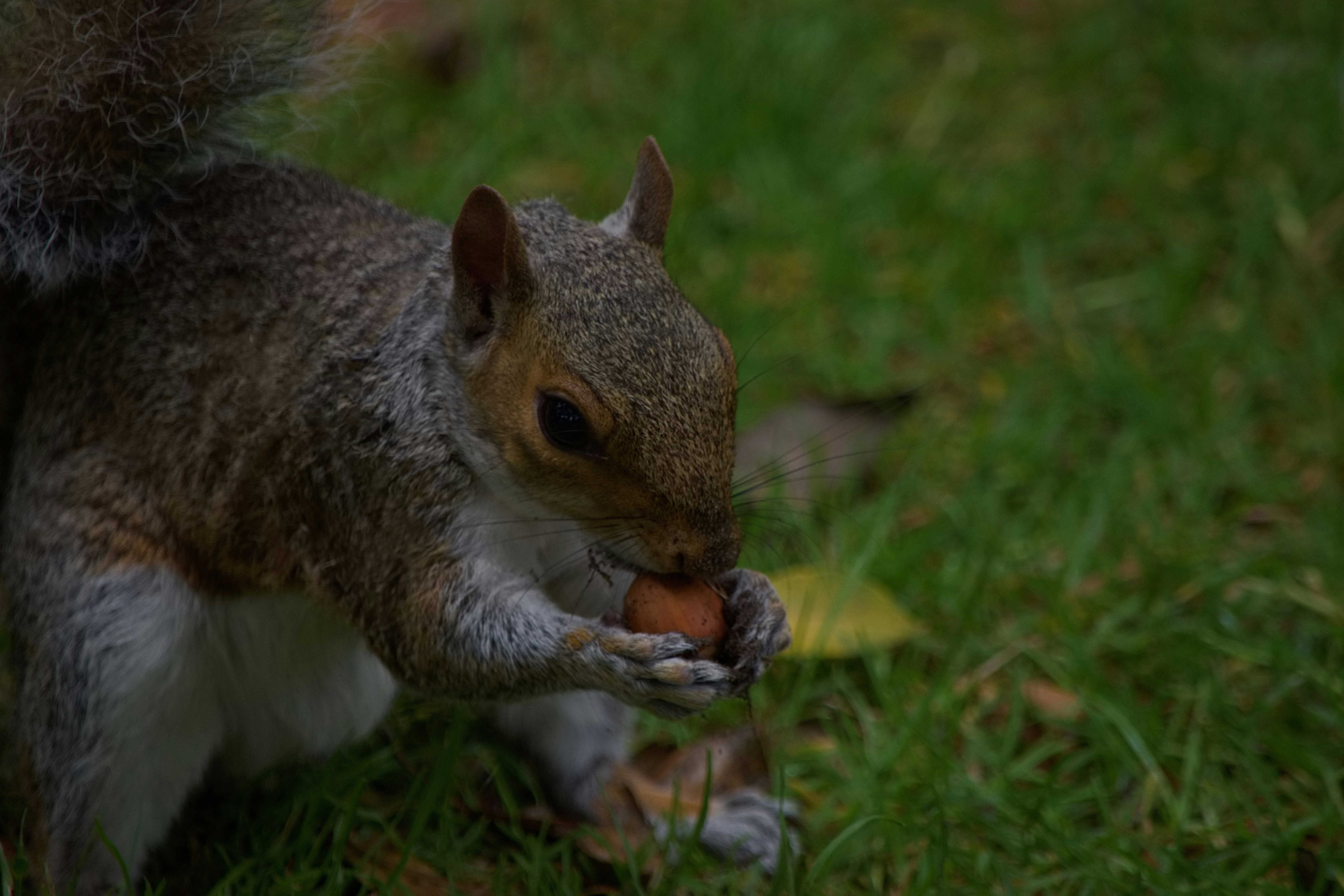 Midday Foraging: A Gray Squirrel Nibbles a Nut in Shadowed Grass.