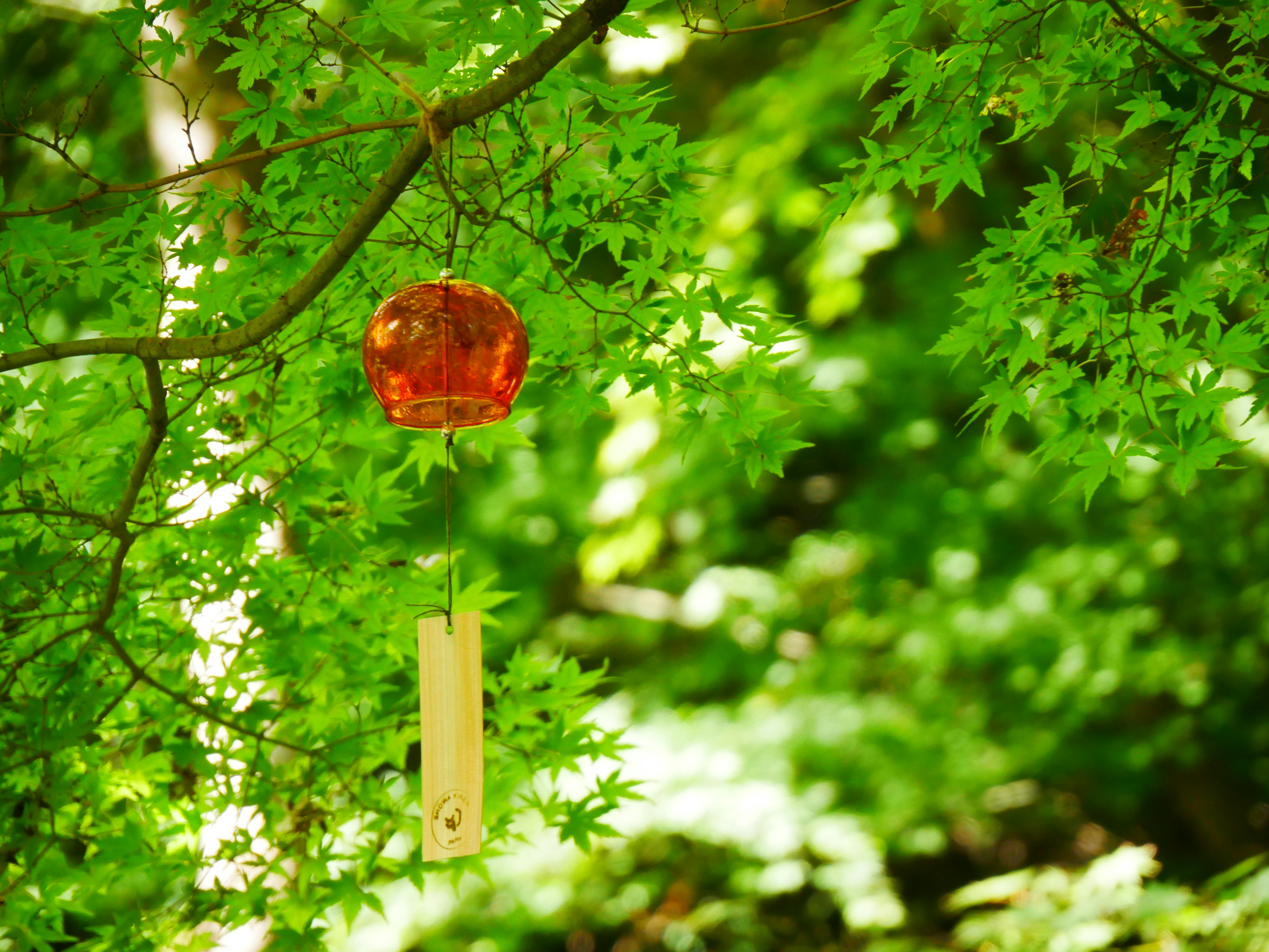 Un objet rond rouge provenant d’un arbre photo – Image gratuite de ...