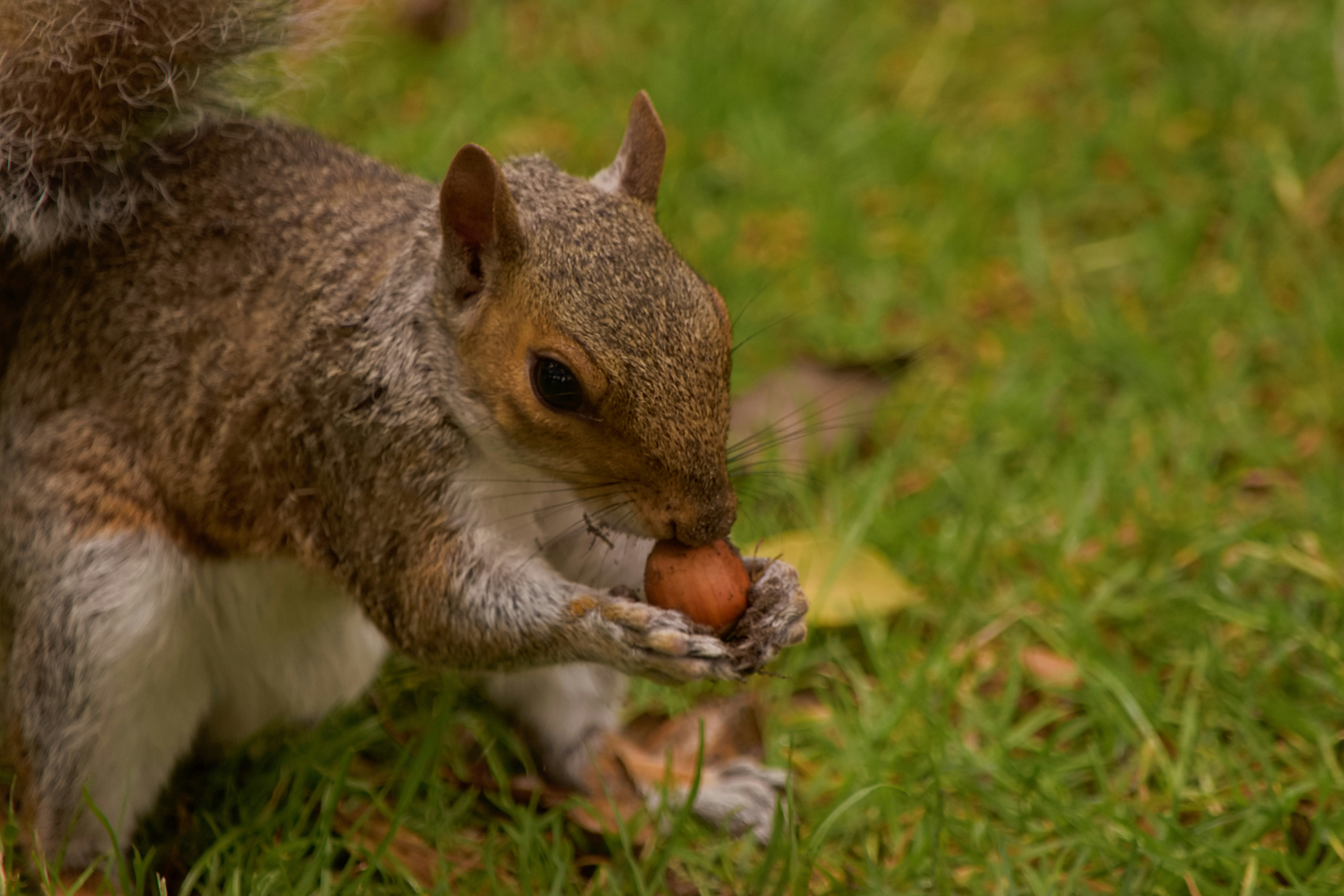 Ground-Level Gourmet: Squirrel and Chestnut Moment
