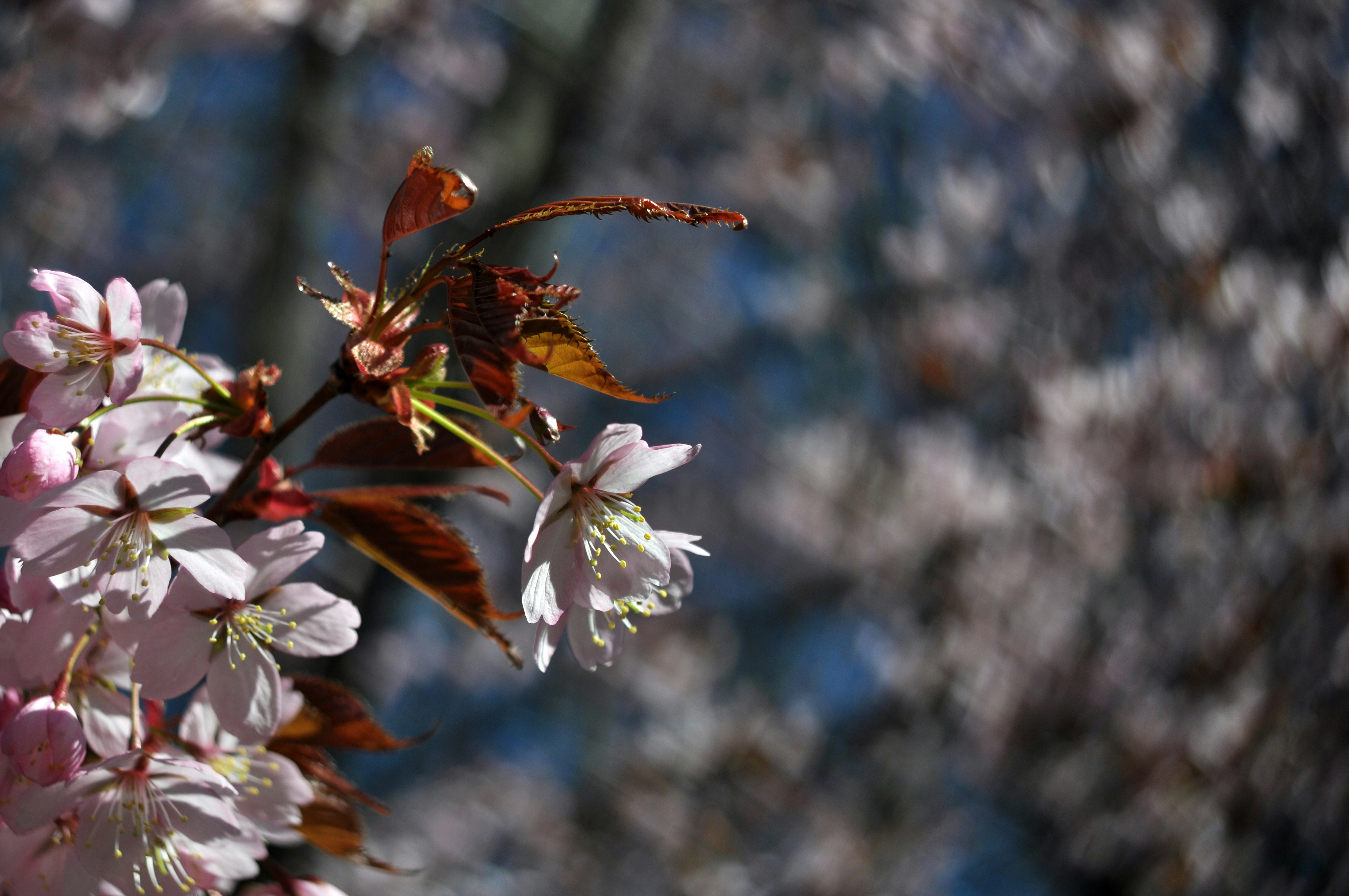 Petals on the Edge of Blur: A Close-Up of Cherry Blossoms