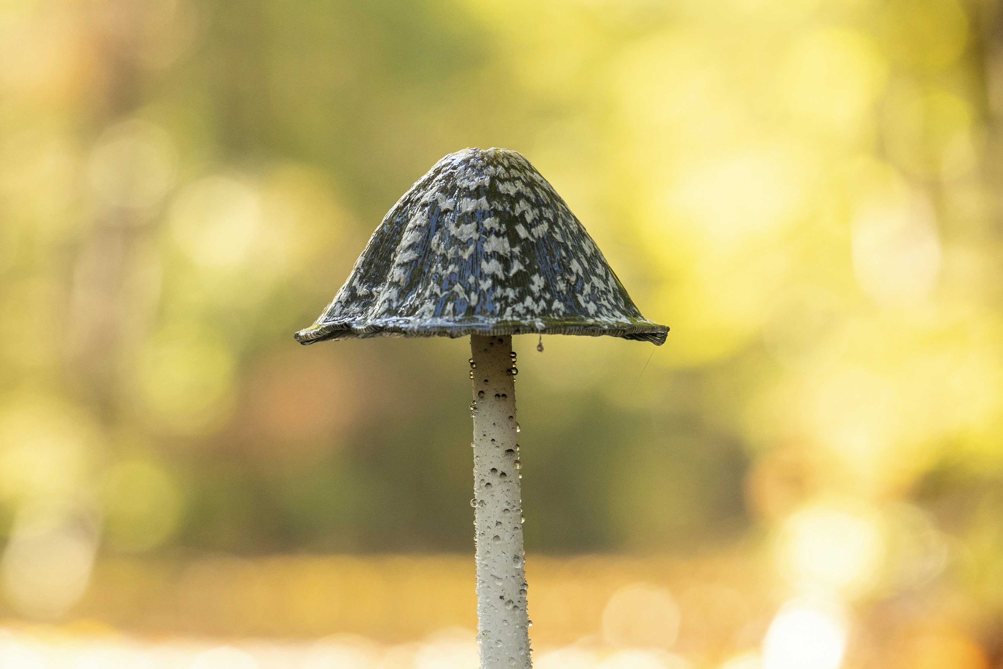 Speckled Mushroom Sentinel in a Golden-Hour Forest Blur