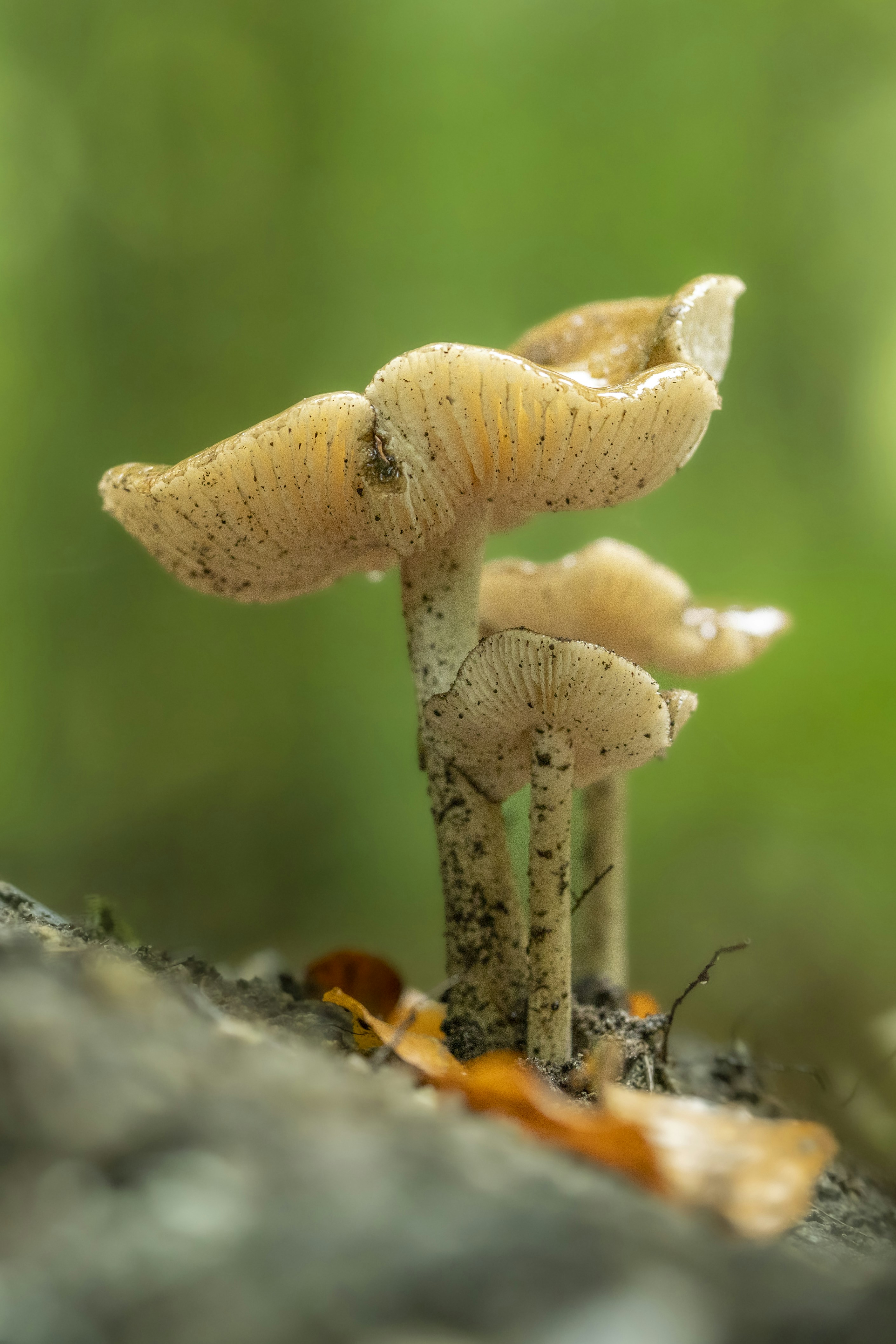 Un champignon poussant dans un arbre photo – Image gratuite de ...