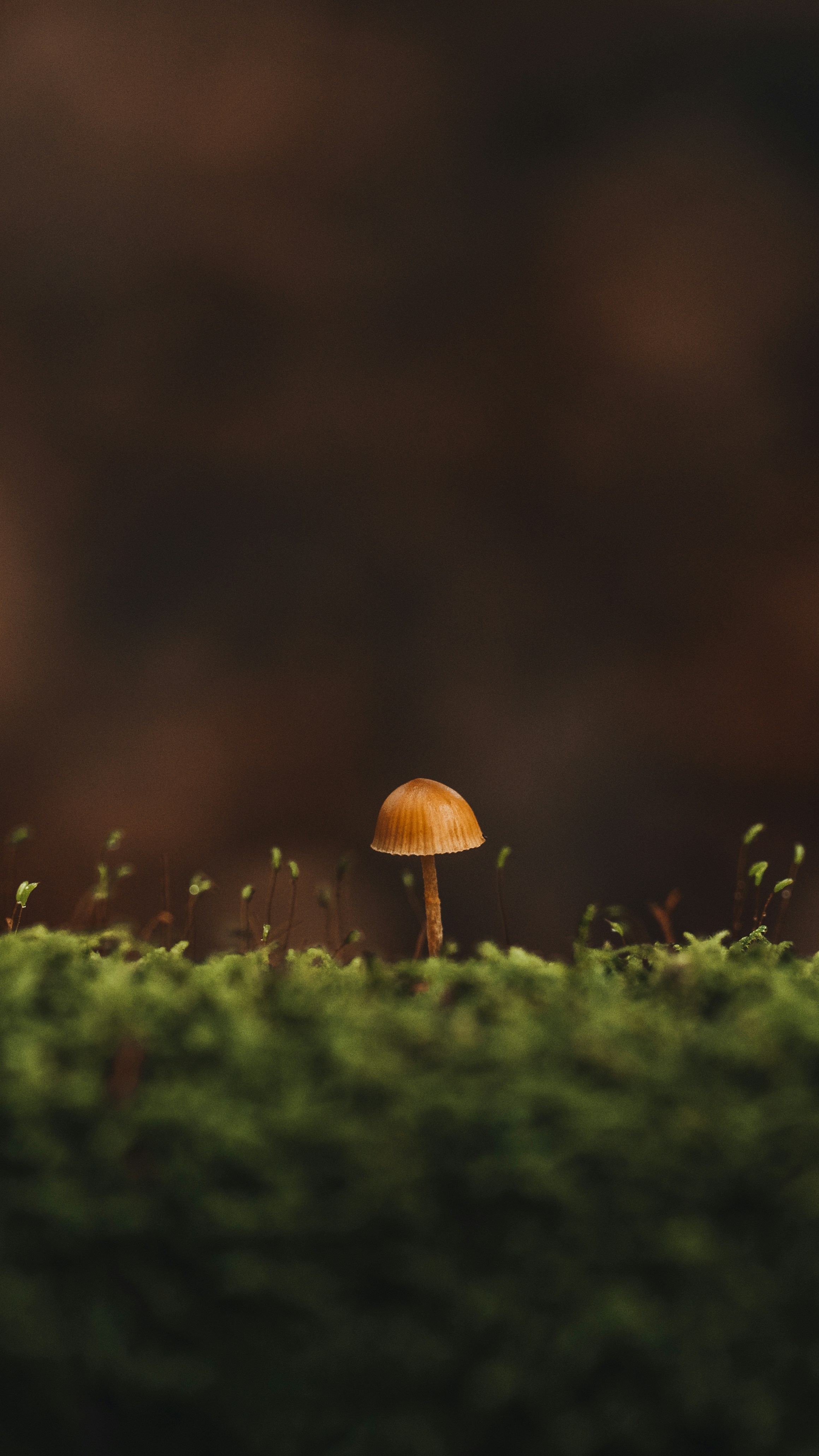 Amber Micro-Mushroom on Moss: a Quiet Spotlight in the Forest Floor