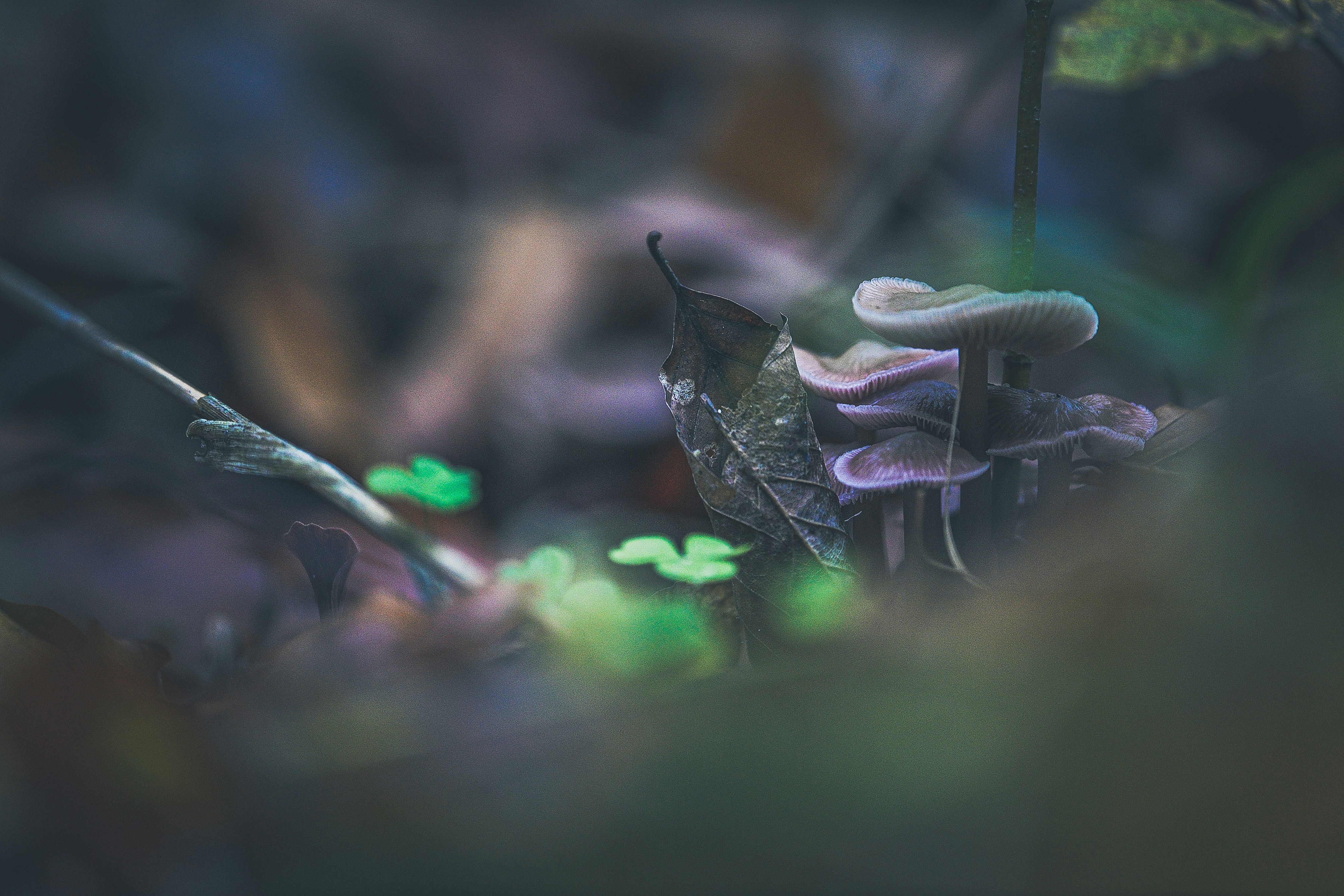 Purple-capped Fungi Nesting in a Mossy Forest Understory