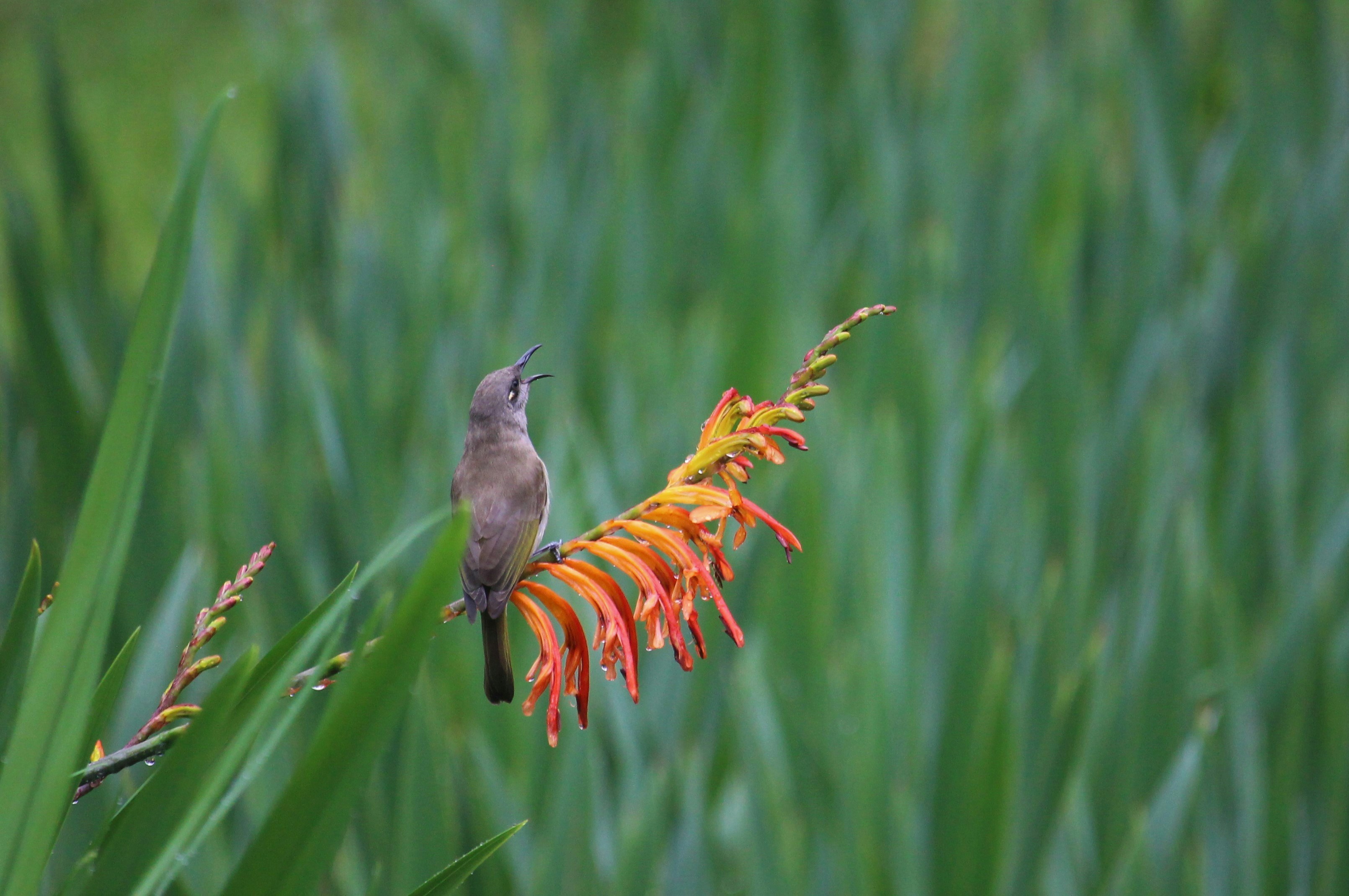 A bird on a flower photo – Free Bird Image on Unsplash