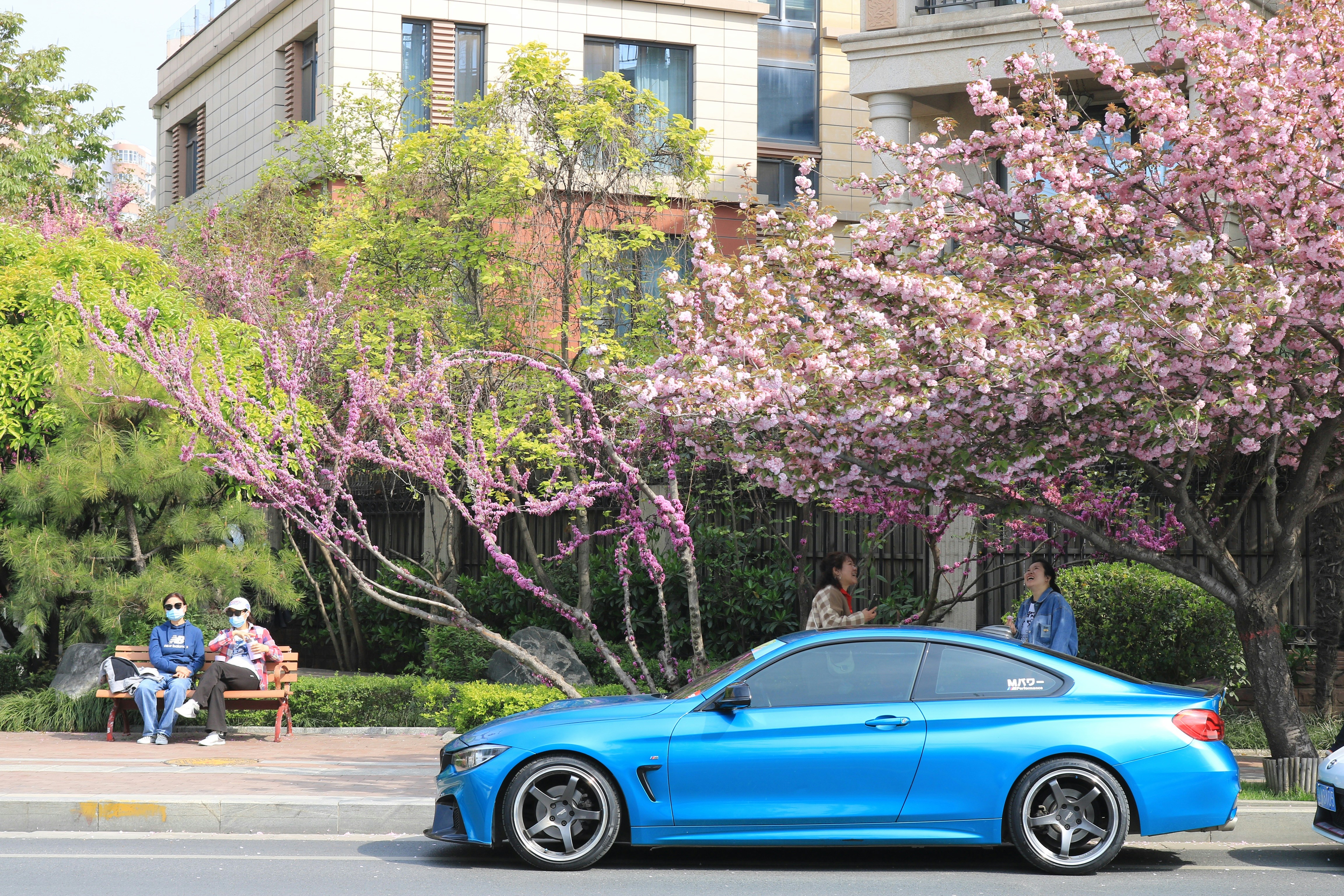 Azure Maestro: A Blue Sportscar Lounges Under Spring Blooms