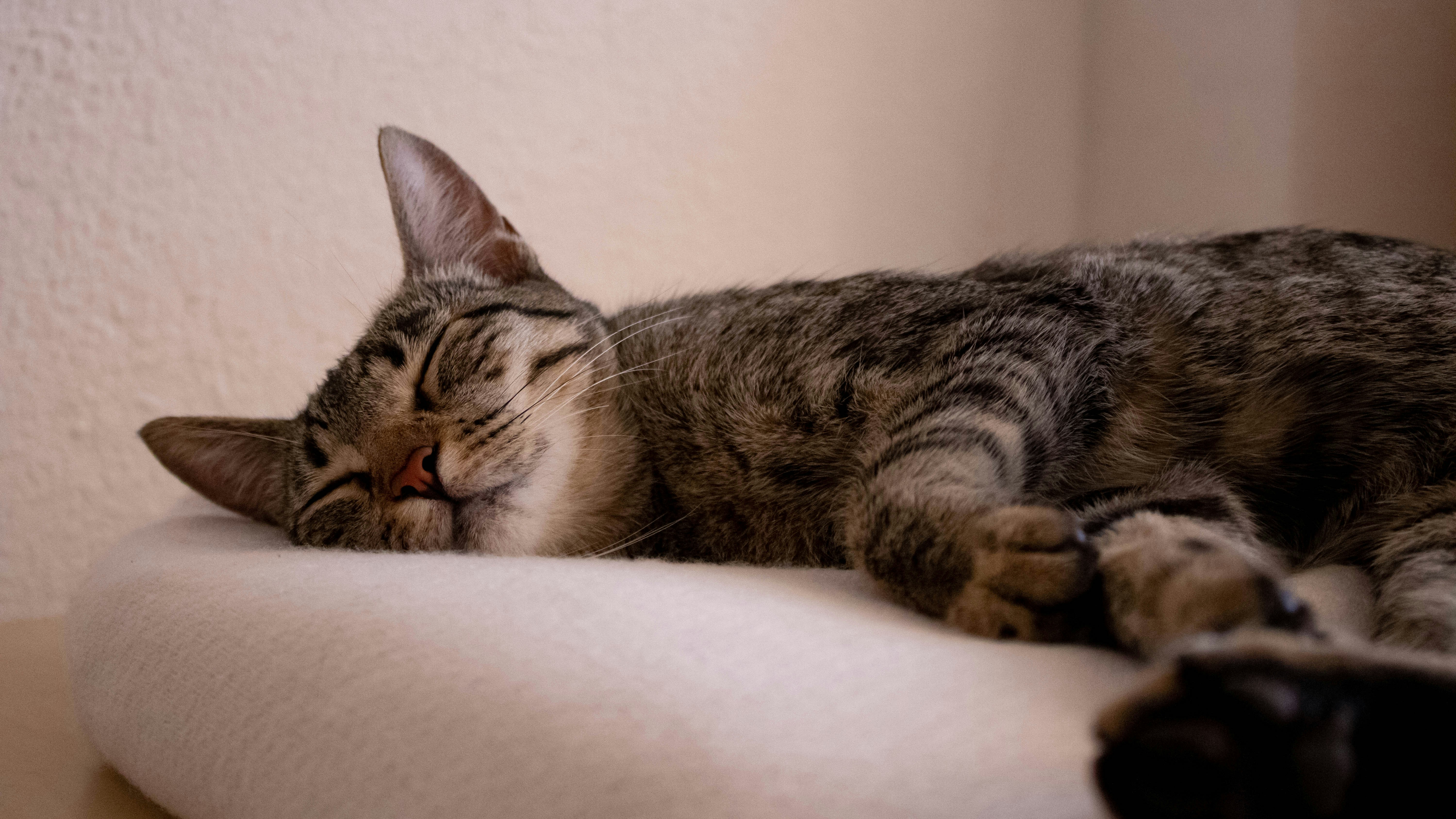 Un chat dormant sur un canapé photo – Image gratuite de Lisbonne sur ...