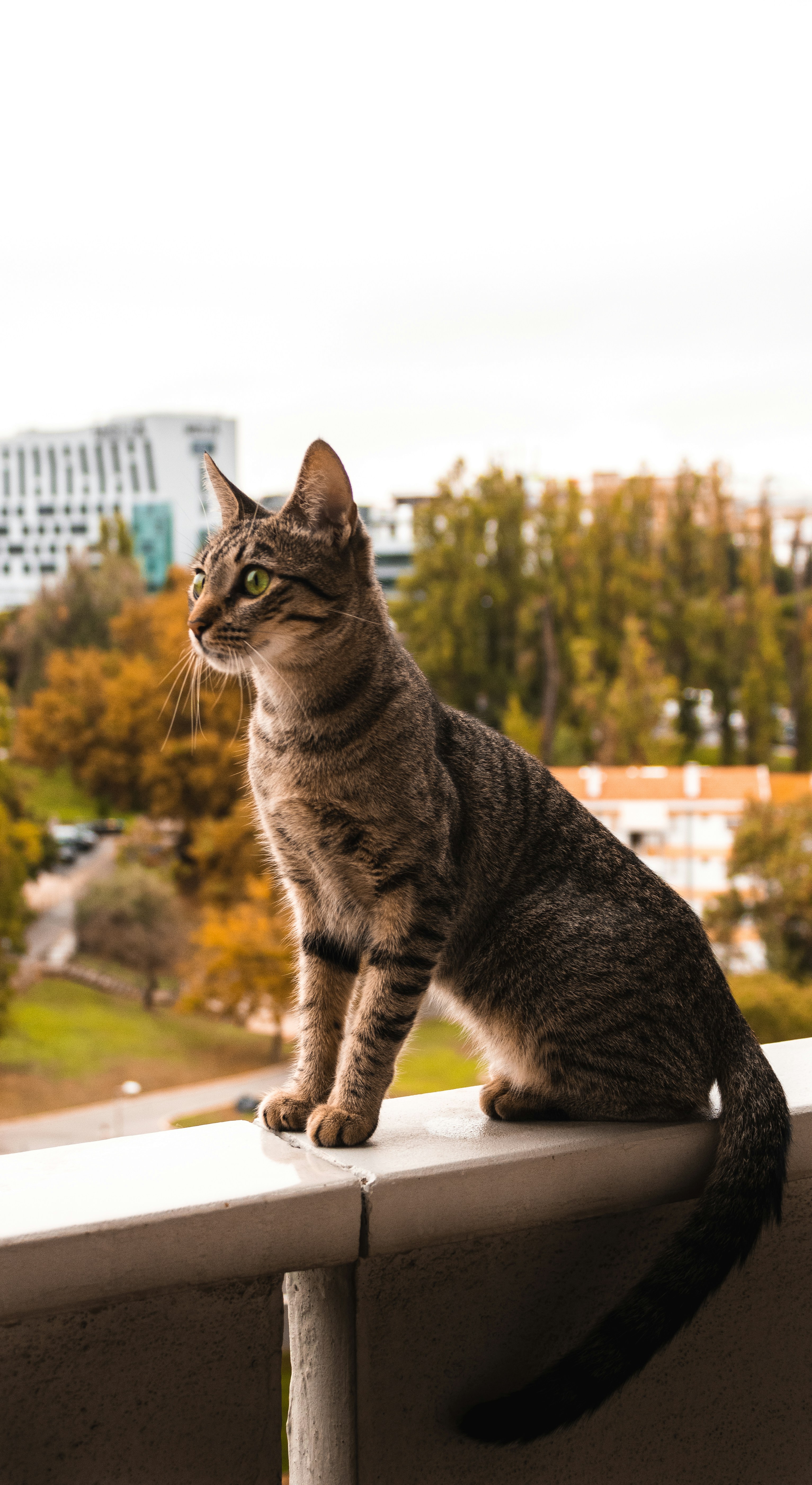 Balcony Sentinel: a tabby surveys autumn cityscape from the edge.