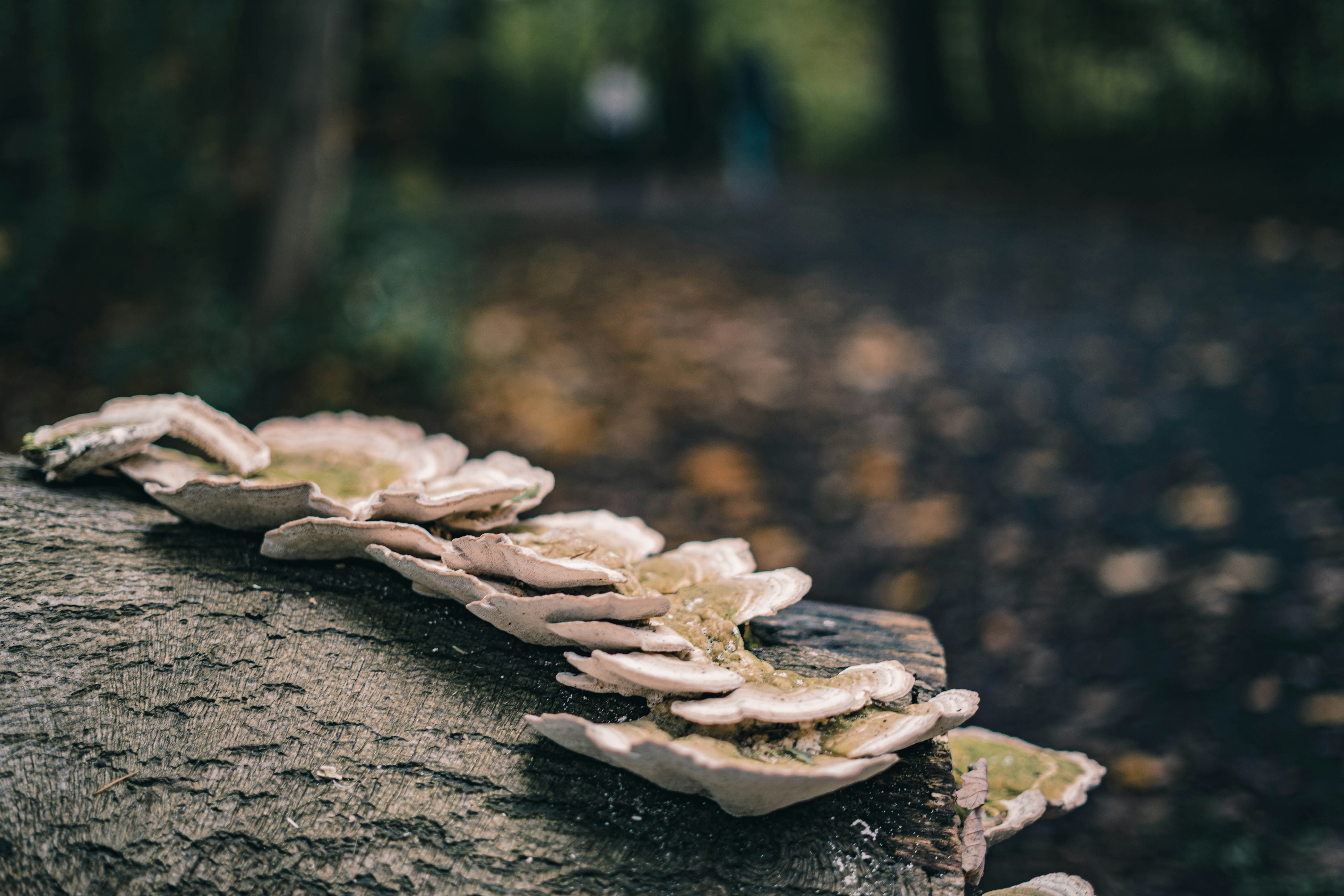 Bracket Fungi Row on a Weathered Log by a Quiet Riverbank