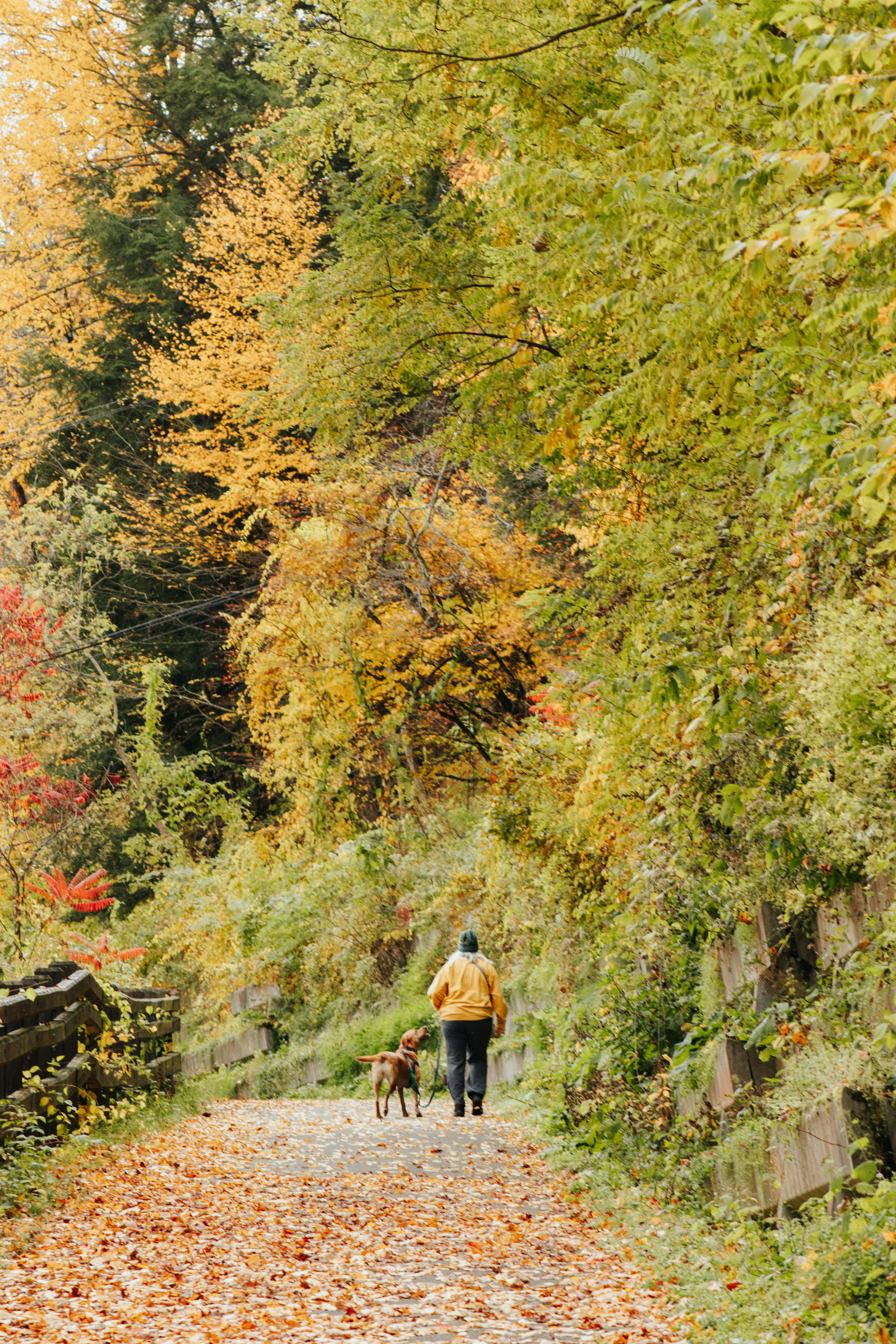 A person walking a dog on a path in a forest photo – Free Dog owner ...