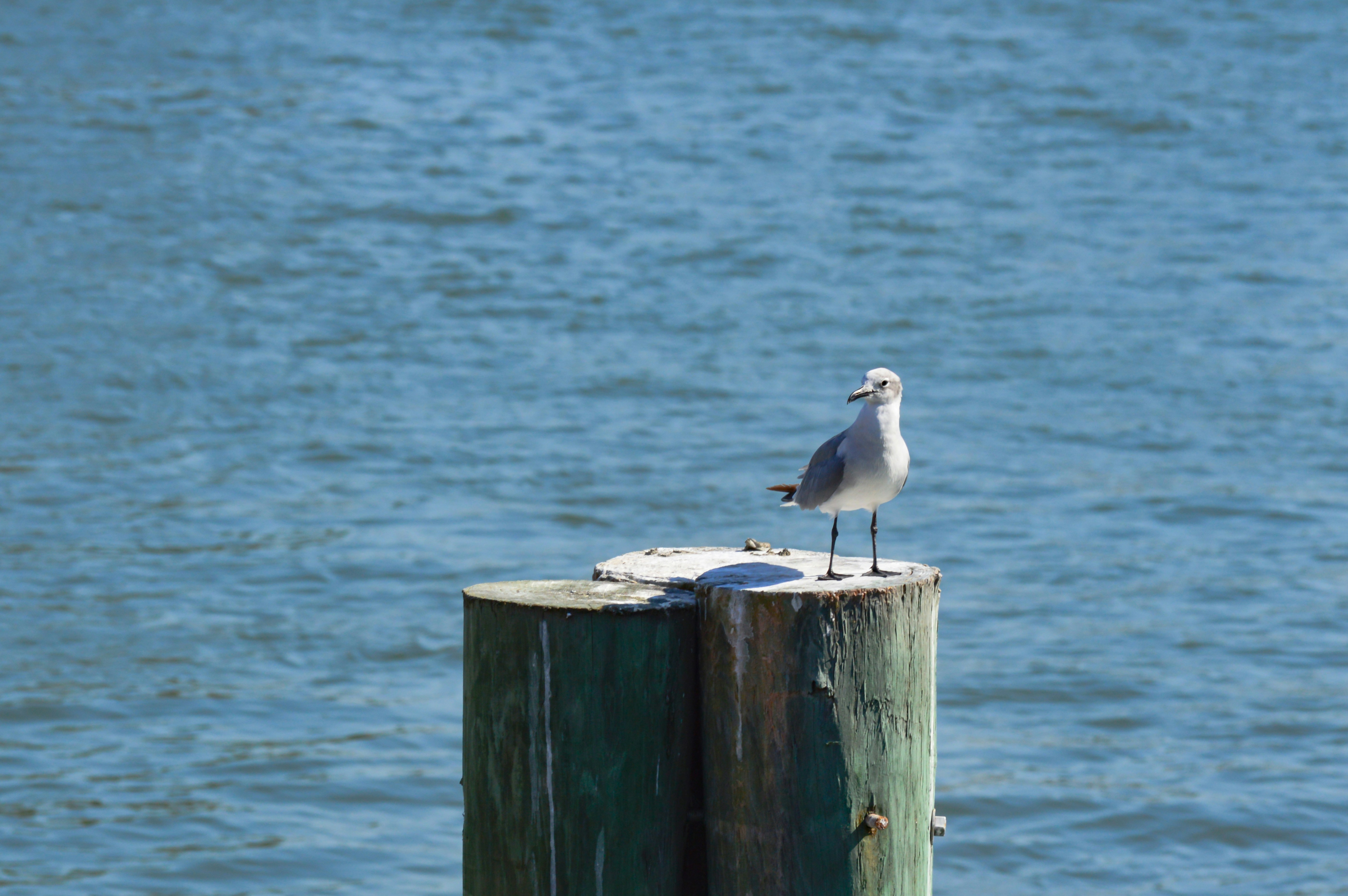 A bird on a post photo – Free Fl Image on Unsplash