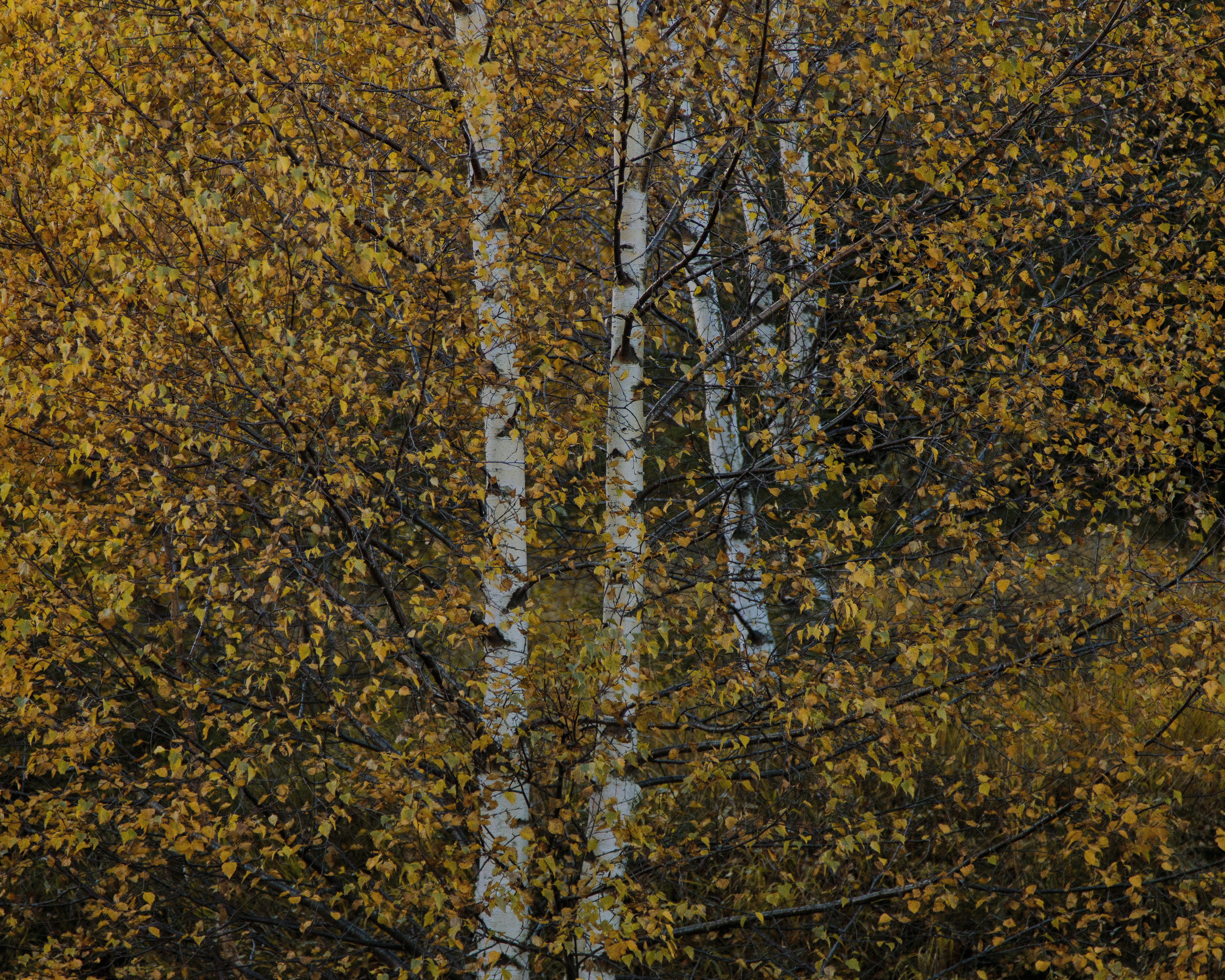 Birch Pillars Amid Amber Canopy