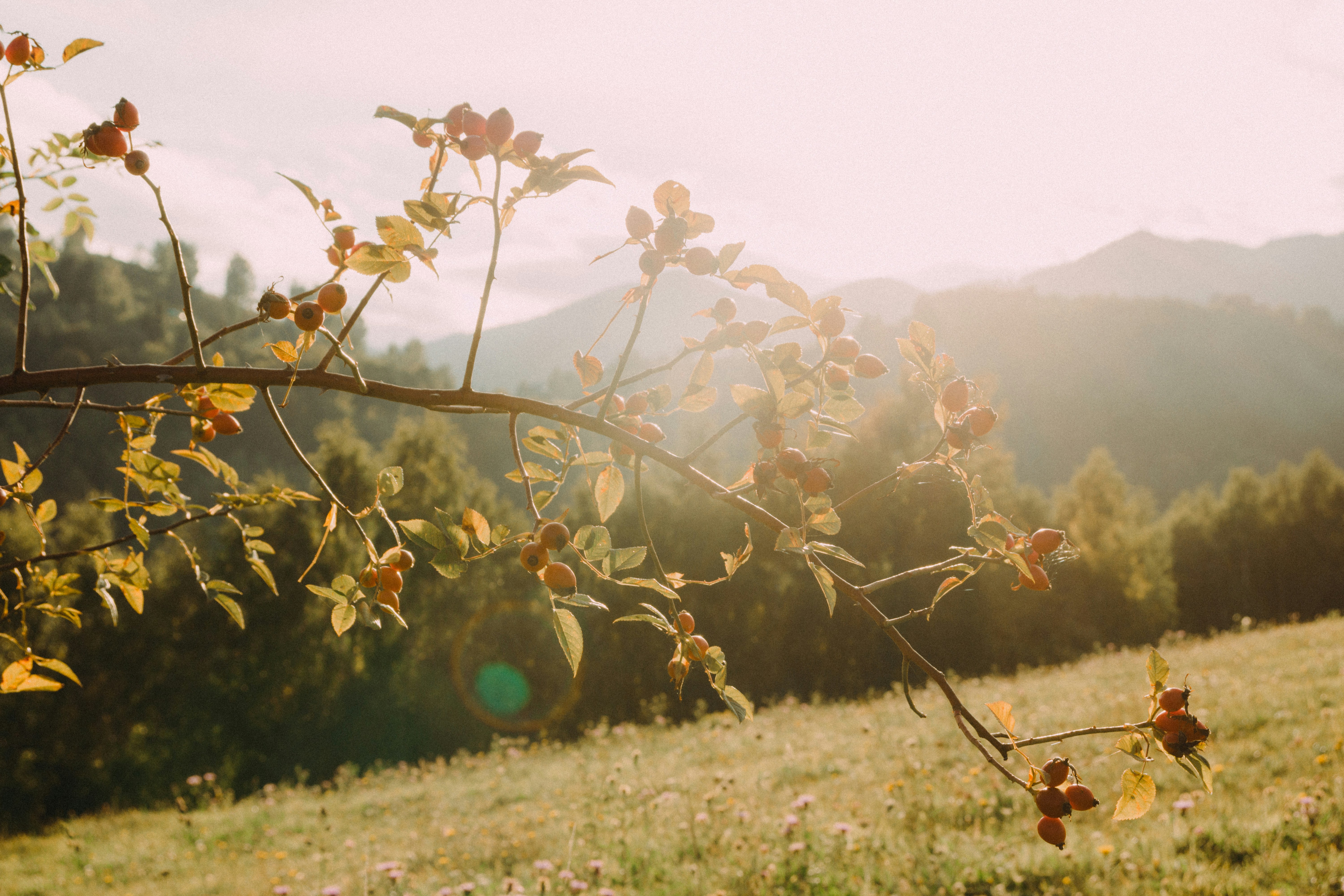 Sunlit Branches in a Gentle Field
