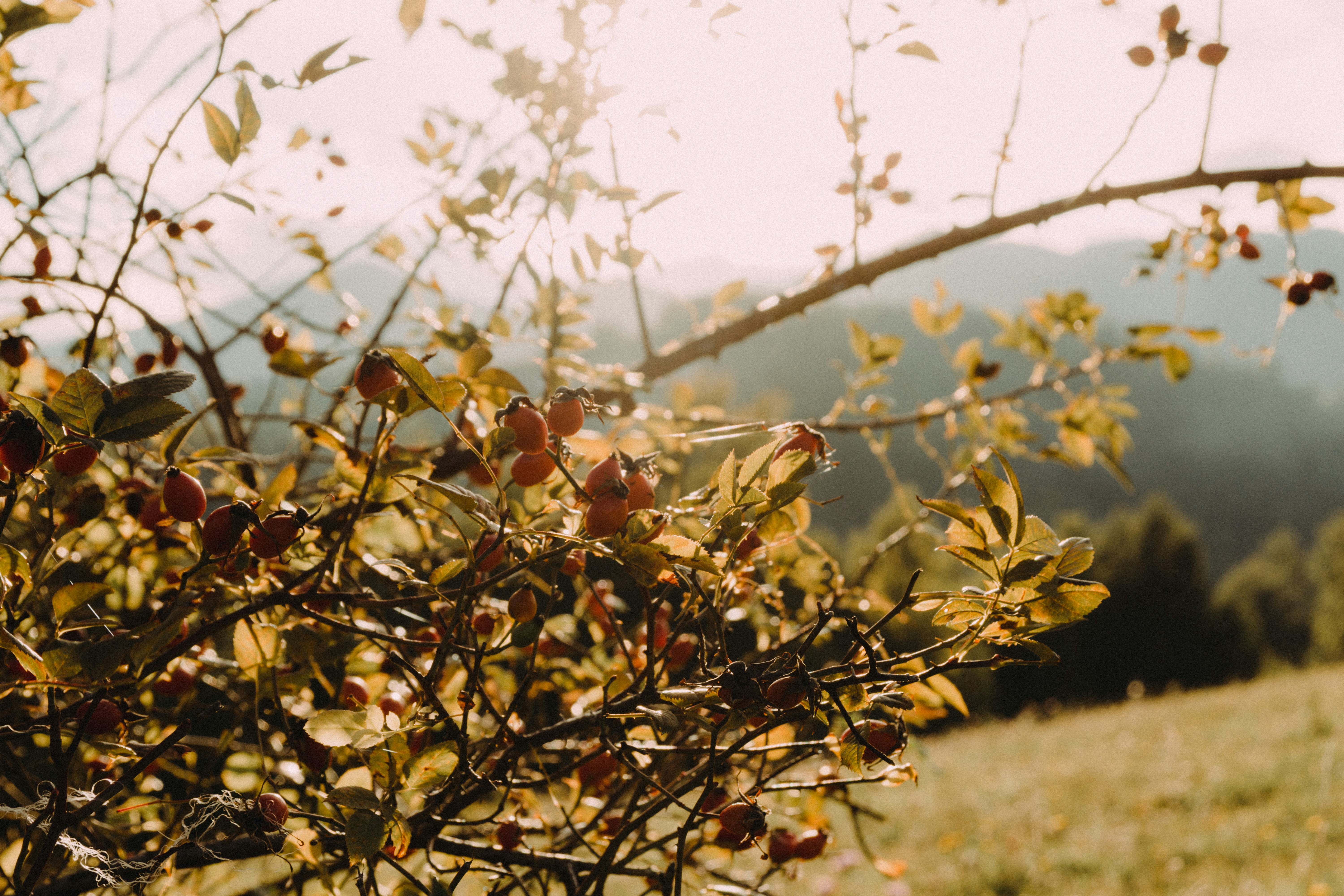 Amber Backlit Berries on a Quiet Autumn Meadow