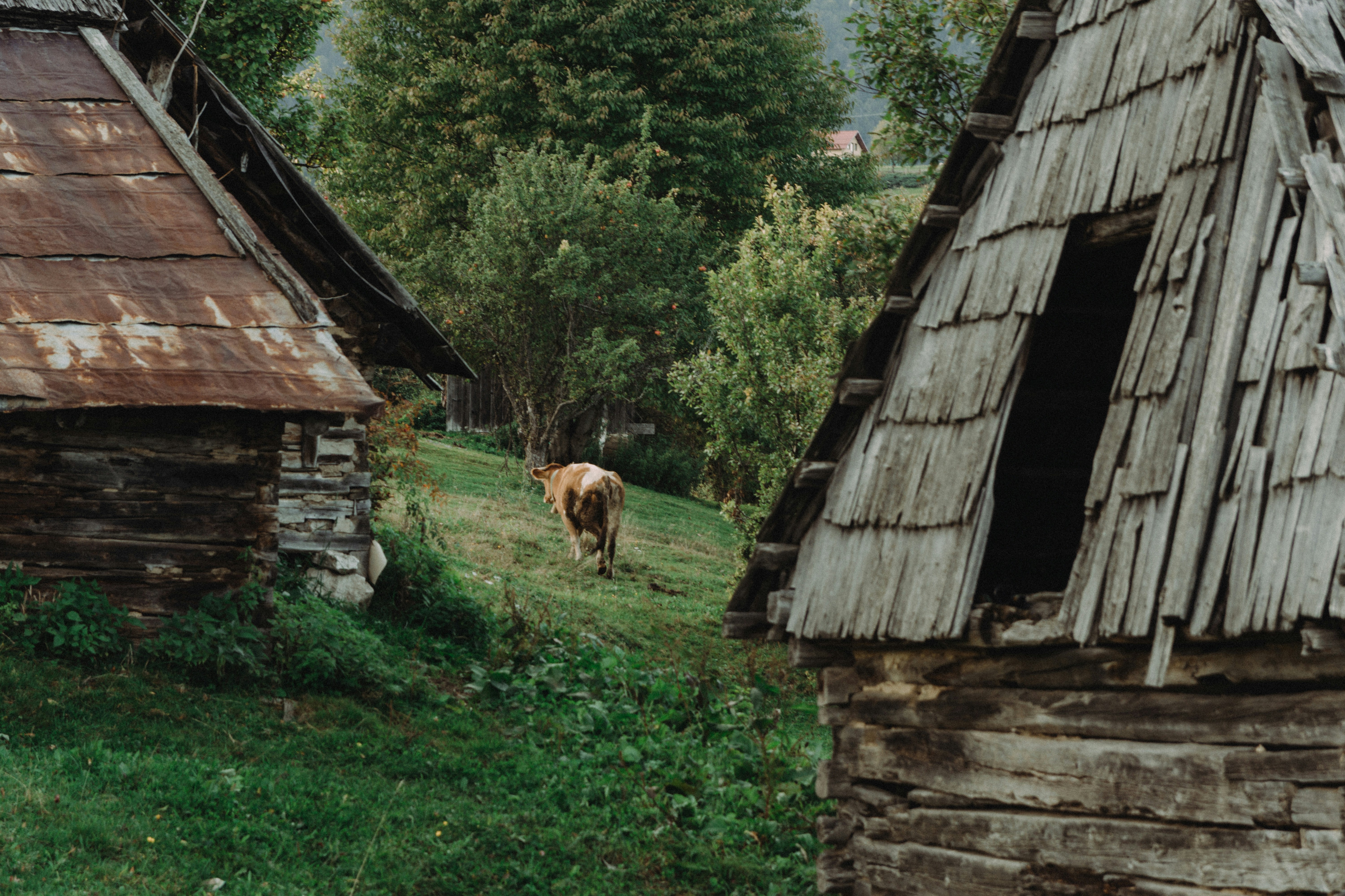 Pasture Corridor: A lone cow threads a sunlit passage between weathered barns.