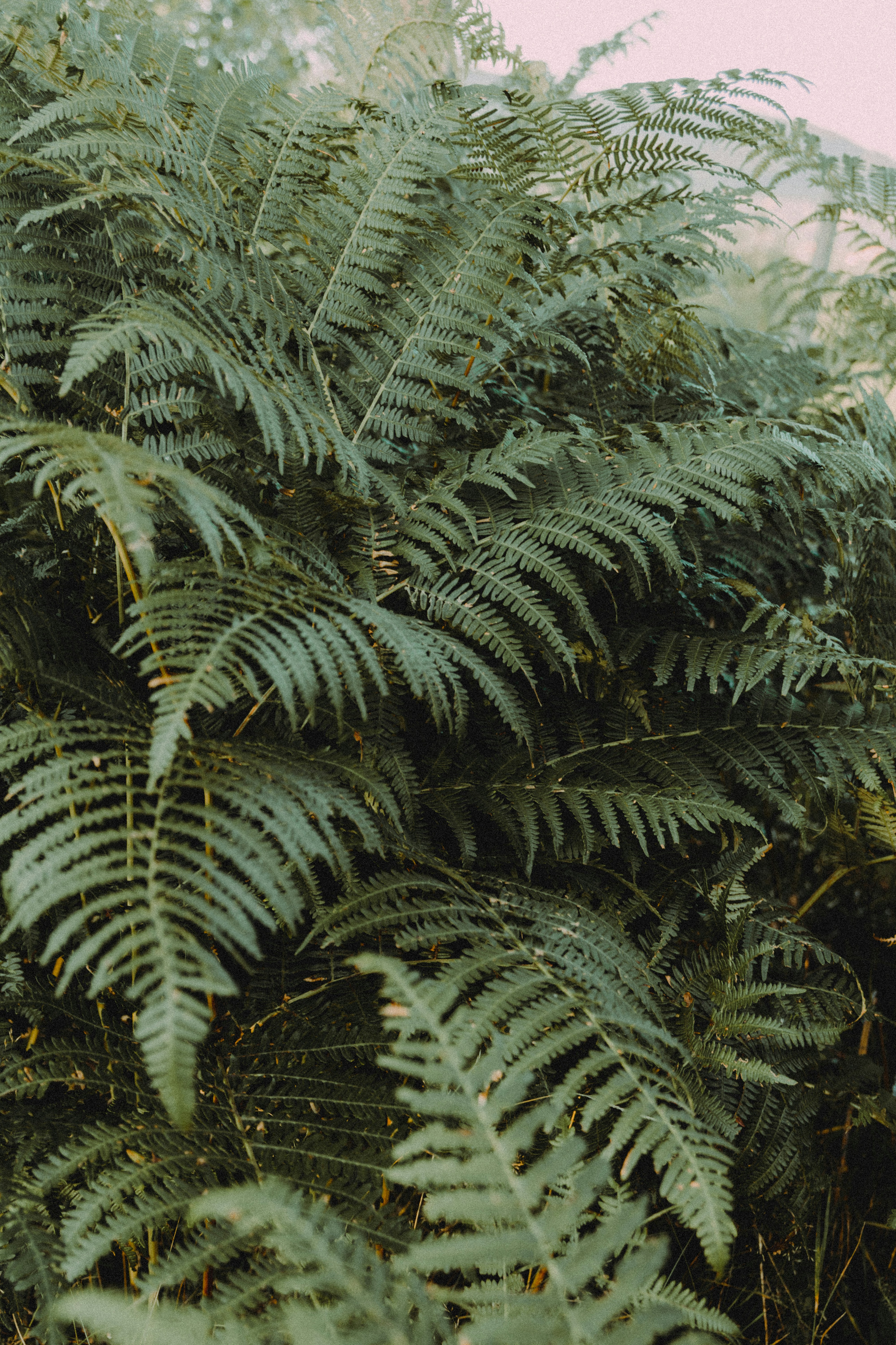 Dense green fern foliage creating a rich tapestry of textures and shades. The intricate patterns invite exploration.