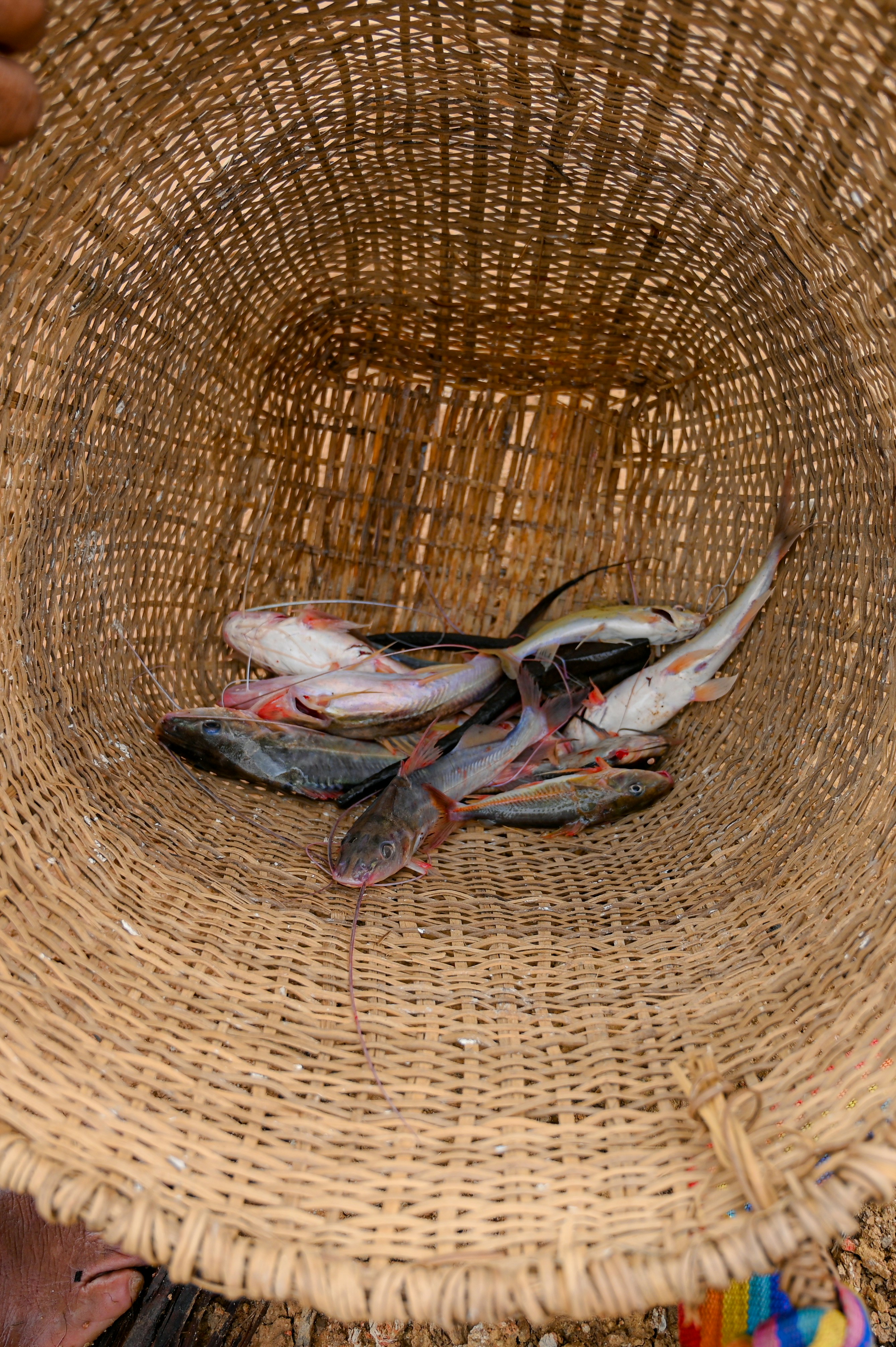 Quiet Harvest: Fresh Catch Resting in a Sun-Warmed Wicker Basket