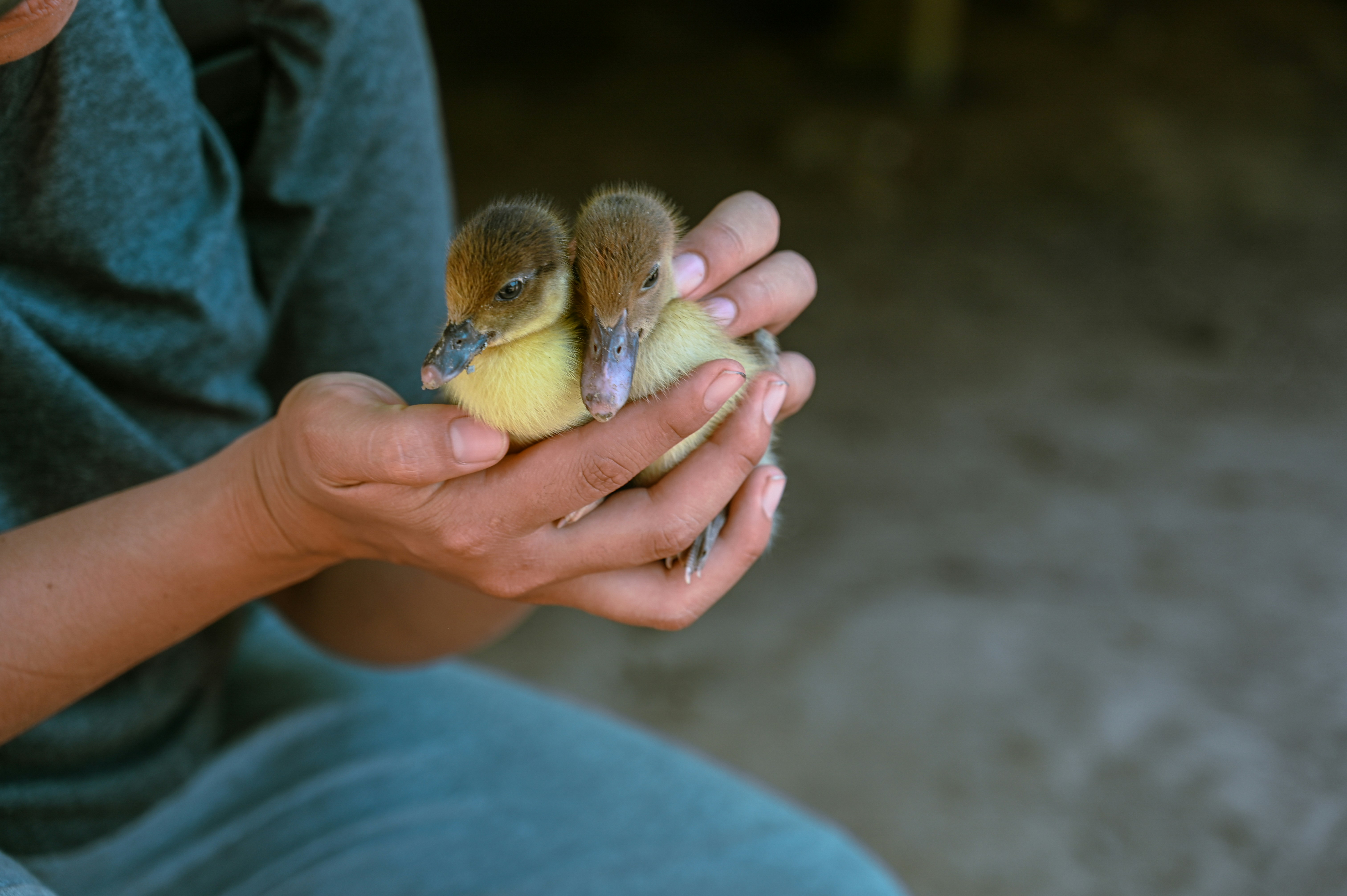 Gentle Custody: a Quiet Moment with Two Ducklings