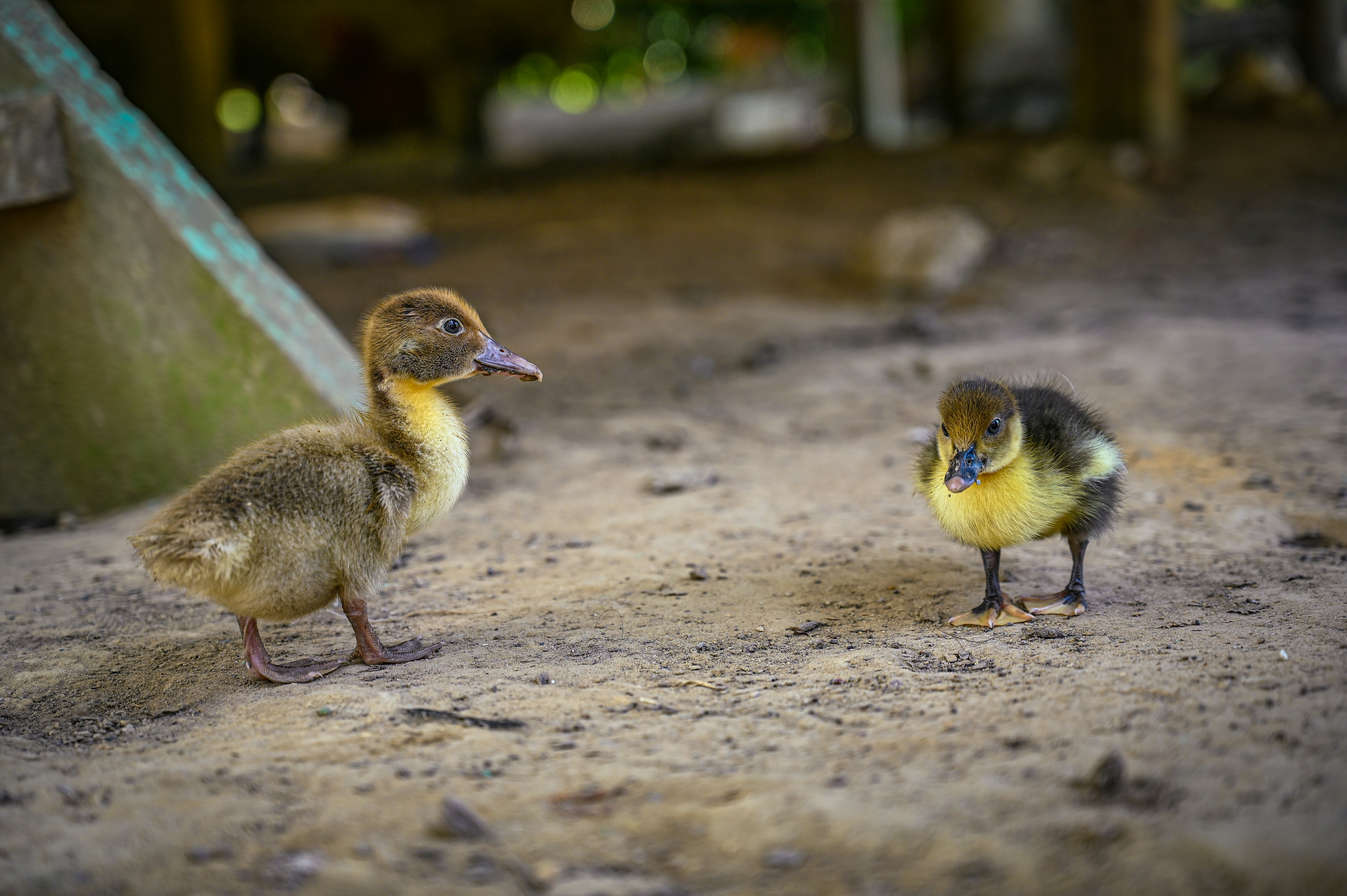 30k+ Yellow Ducks Pictures | Download Free Images on Unsplash