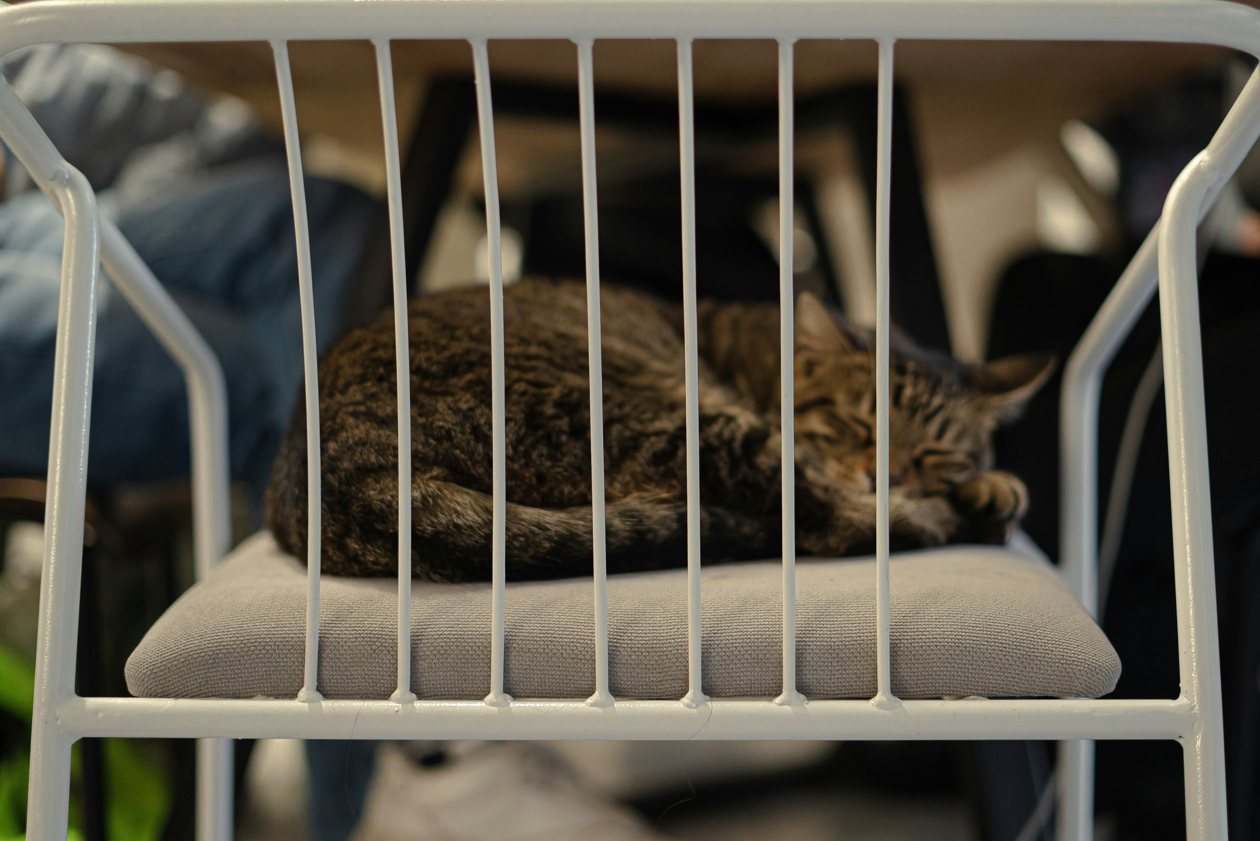 Cat in a cage
