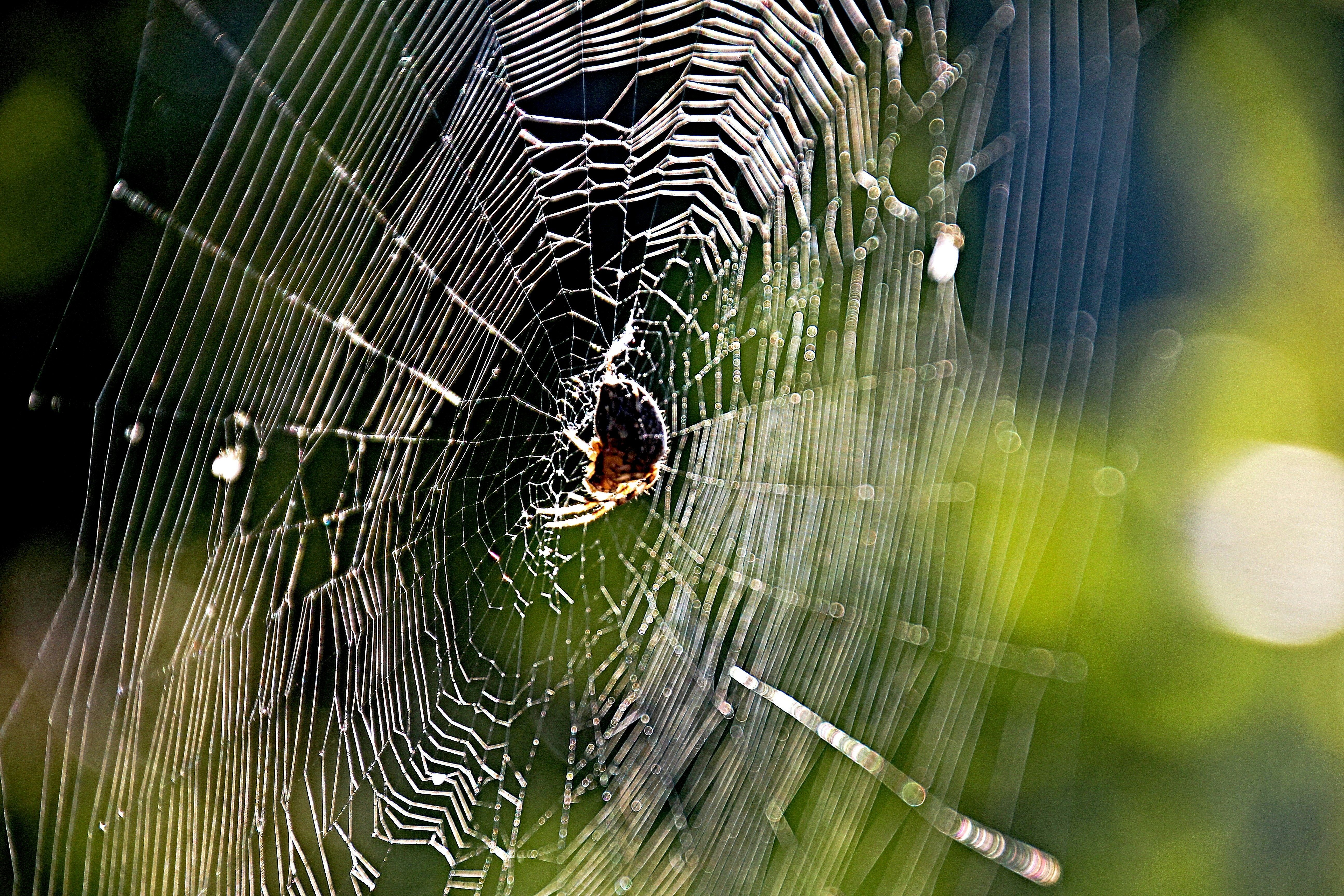 A spider in a web photo – Free Spider Image on Unsplash