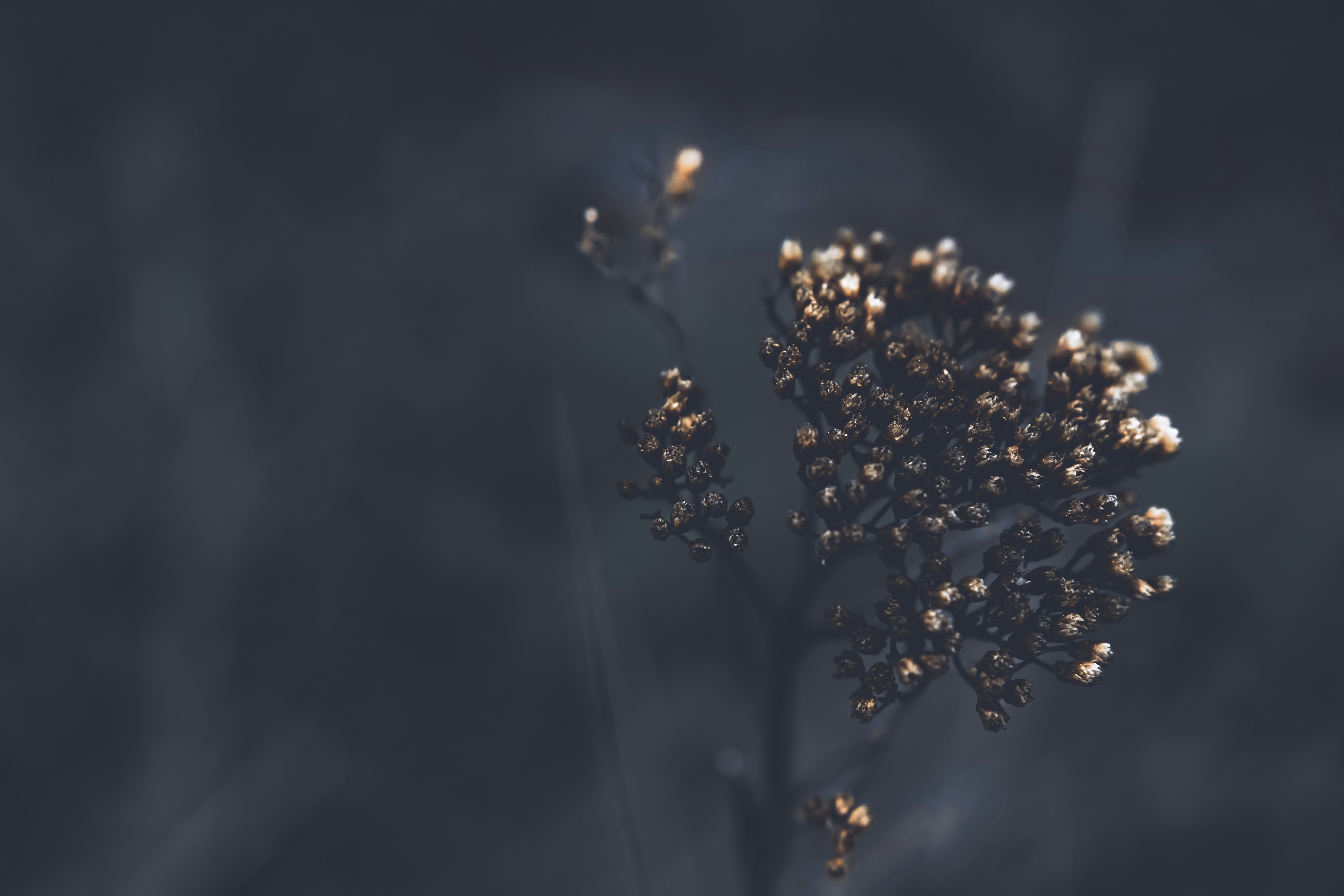 Moonlit Seedhead: Quiet Bloom in a Velvet Blue