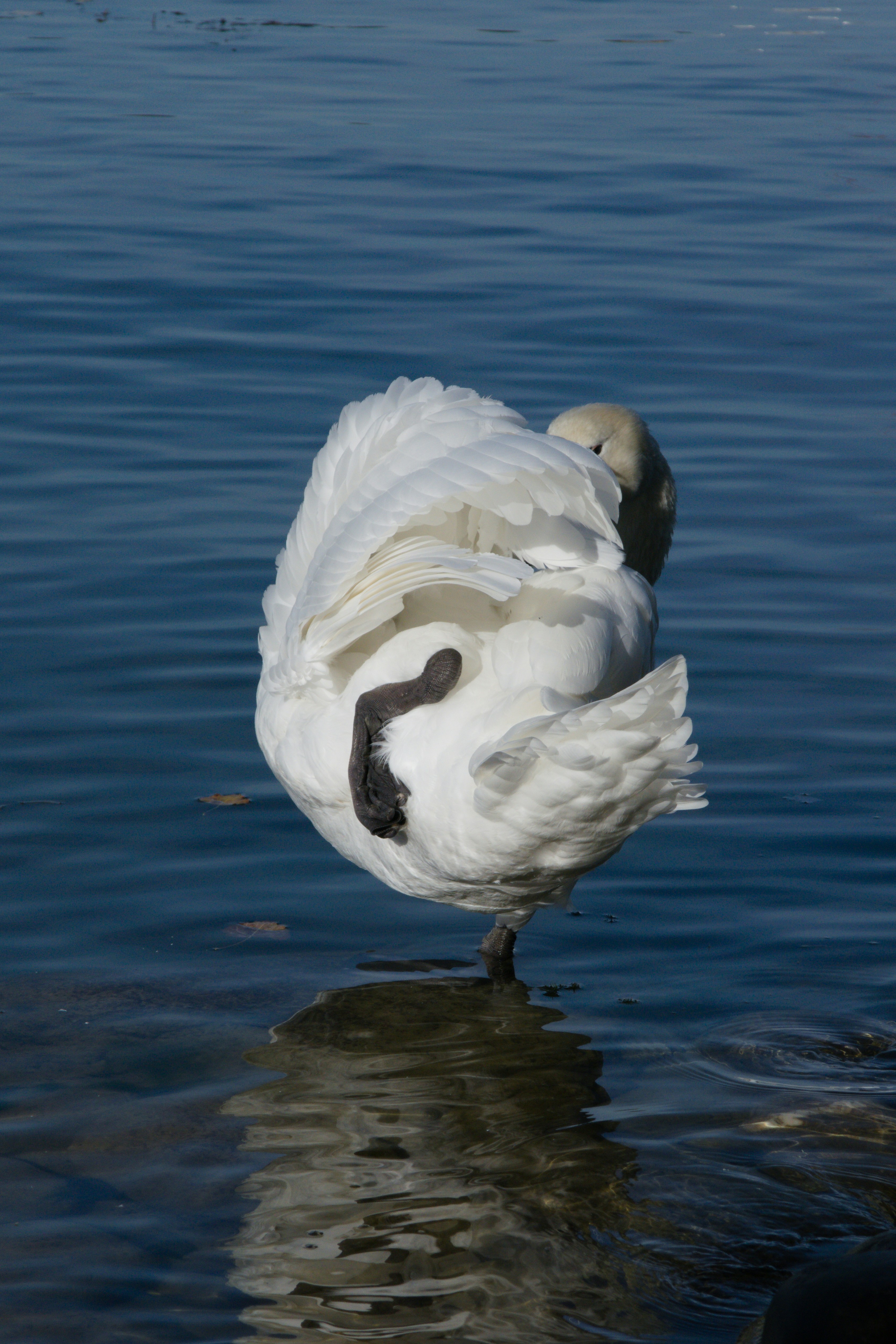 A white swan preens on calm blue water, wings raised to reveal layered feathers. Its reflection ripples softly on the surface.