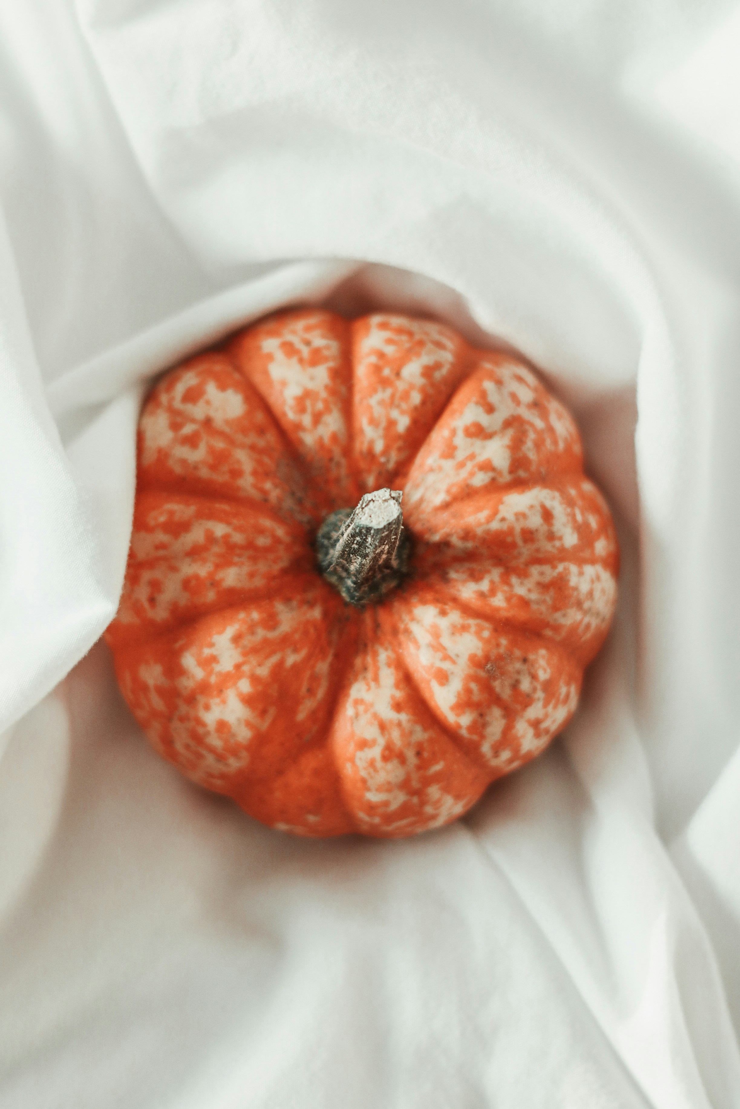 Patchwork Pumpkin in a White Silk Embrace
