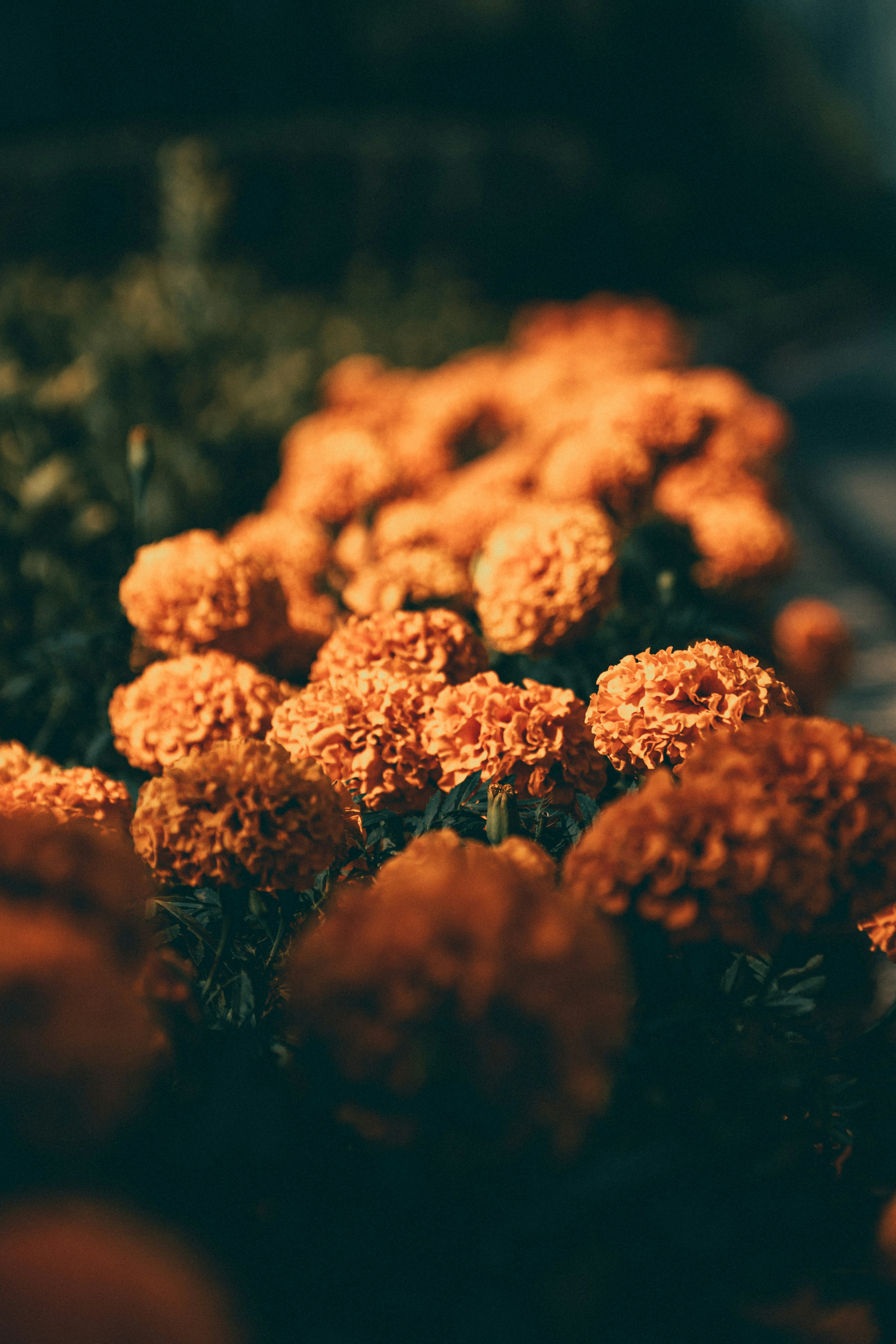 Amber Bloom: Sunset-touched Marigolds in a Quiet Garden