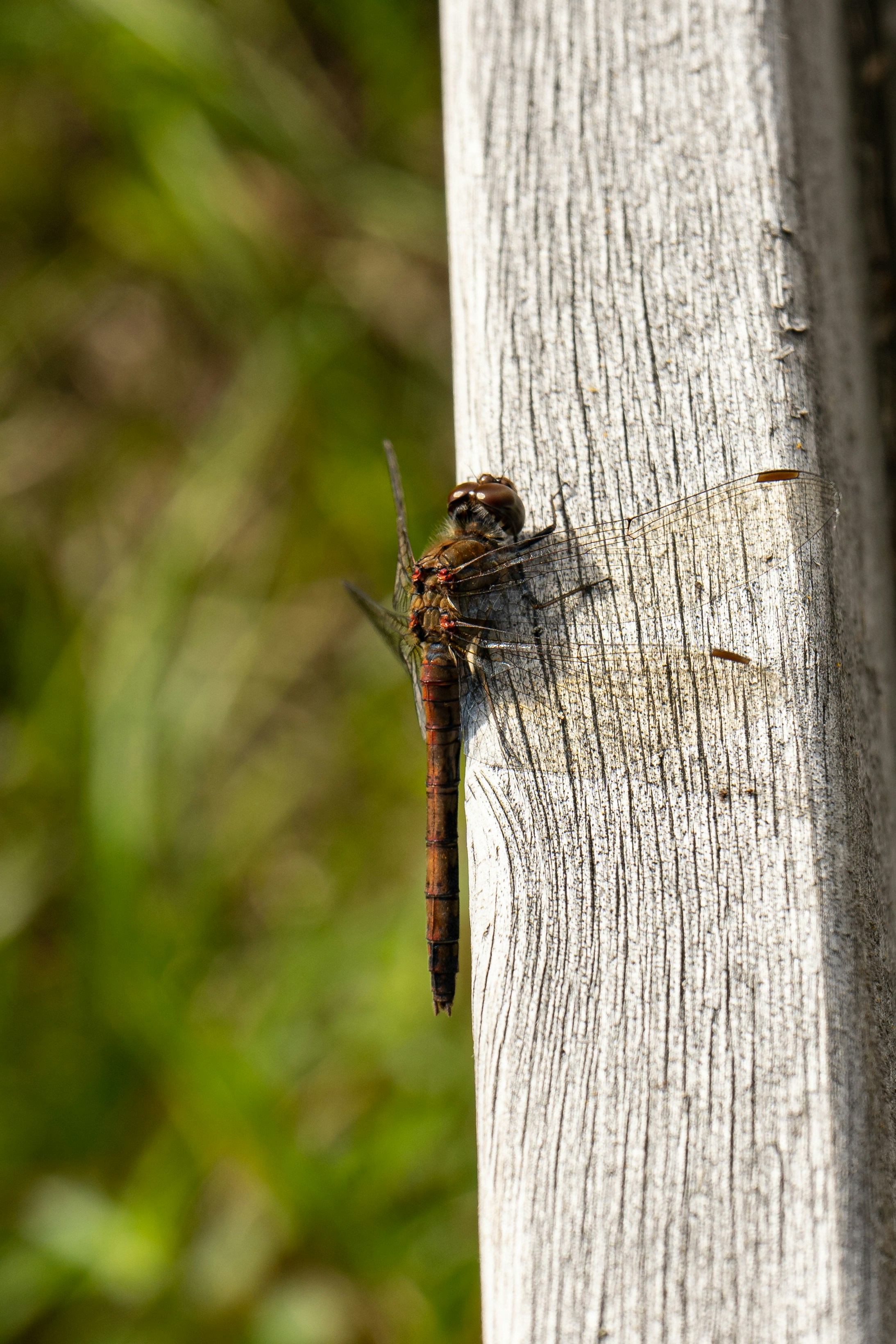 Crimson Dragonfly Adheres to Weathered Wood