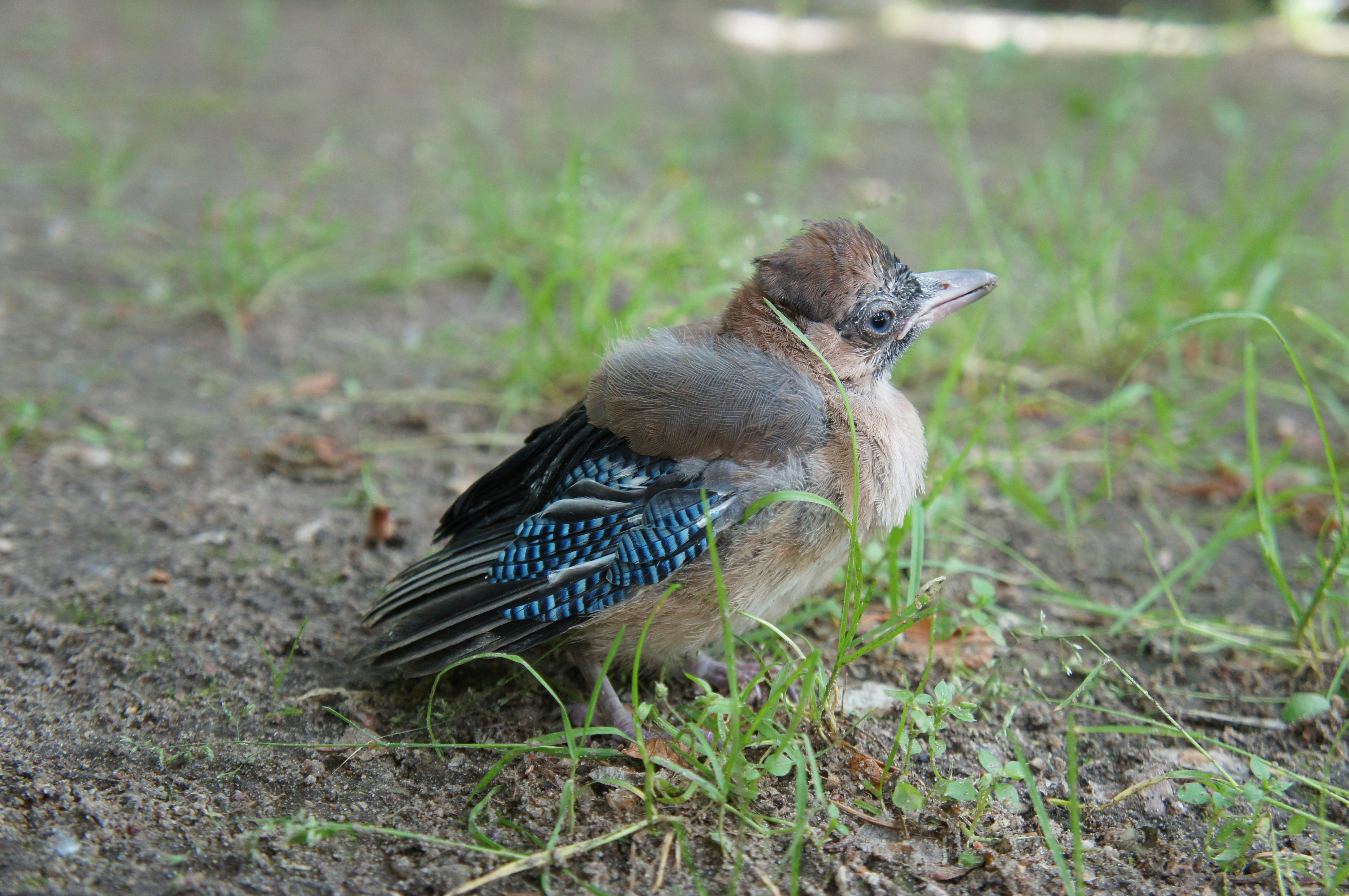 Ground-Level Juvenile Woodpecker: Blue-tinged Wings and Curious Gaze