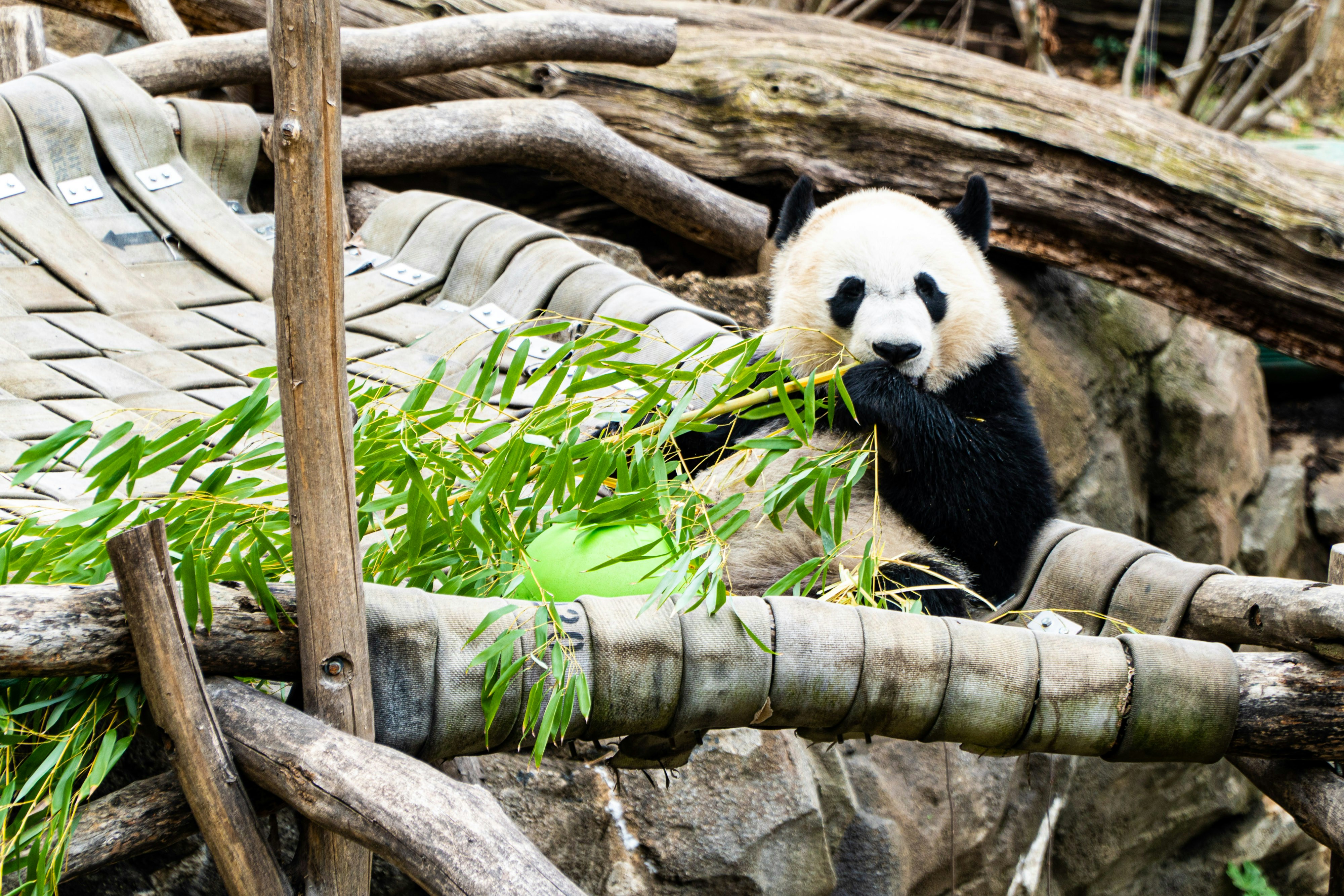 Panda's Quiet Gaze Through Bamboo and Timber