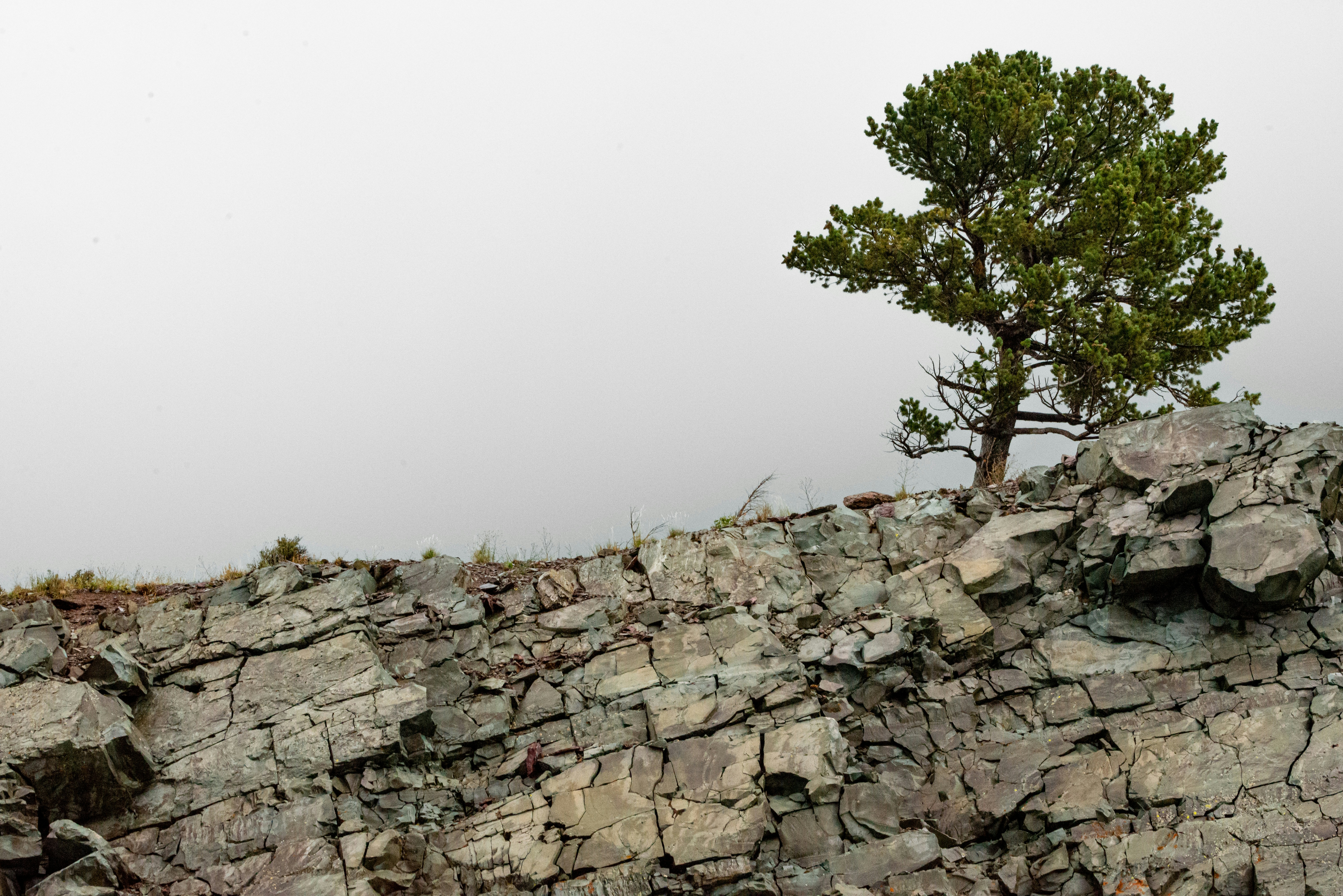 A solitary pine tree stands atop a rocky outcrop under a cloudy sky, showcasing nature's tenacity. The rugged textures of the stone contrast with the delicate foliage.