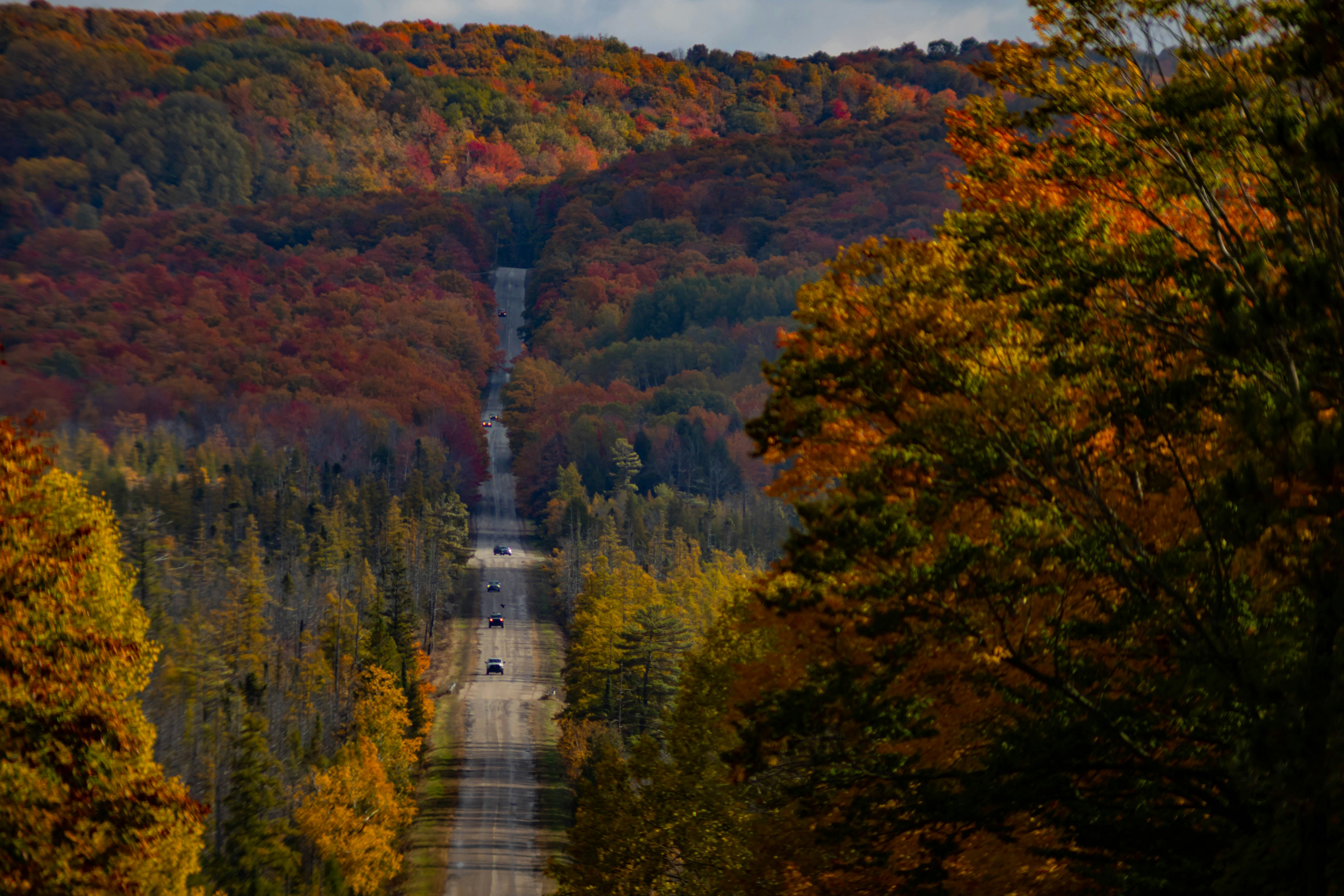 Autumn Highway Vanishing into a Hushed Forest