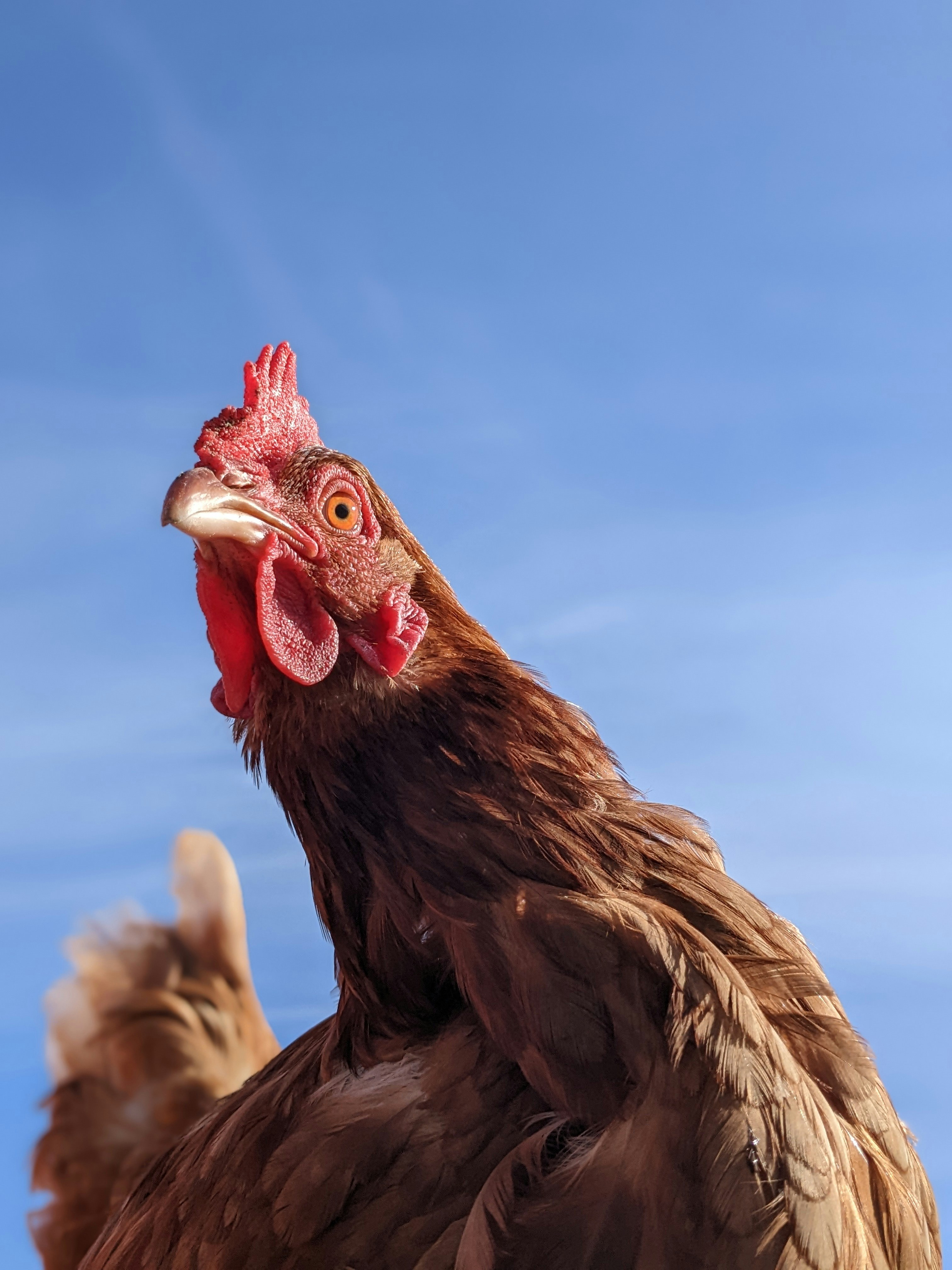 A rooster with its mouth open photo – Free Bird Image on Unsplash