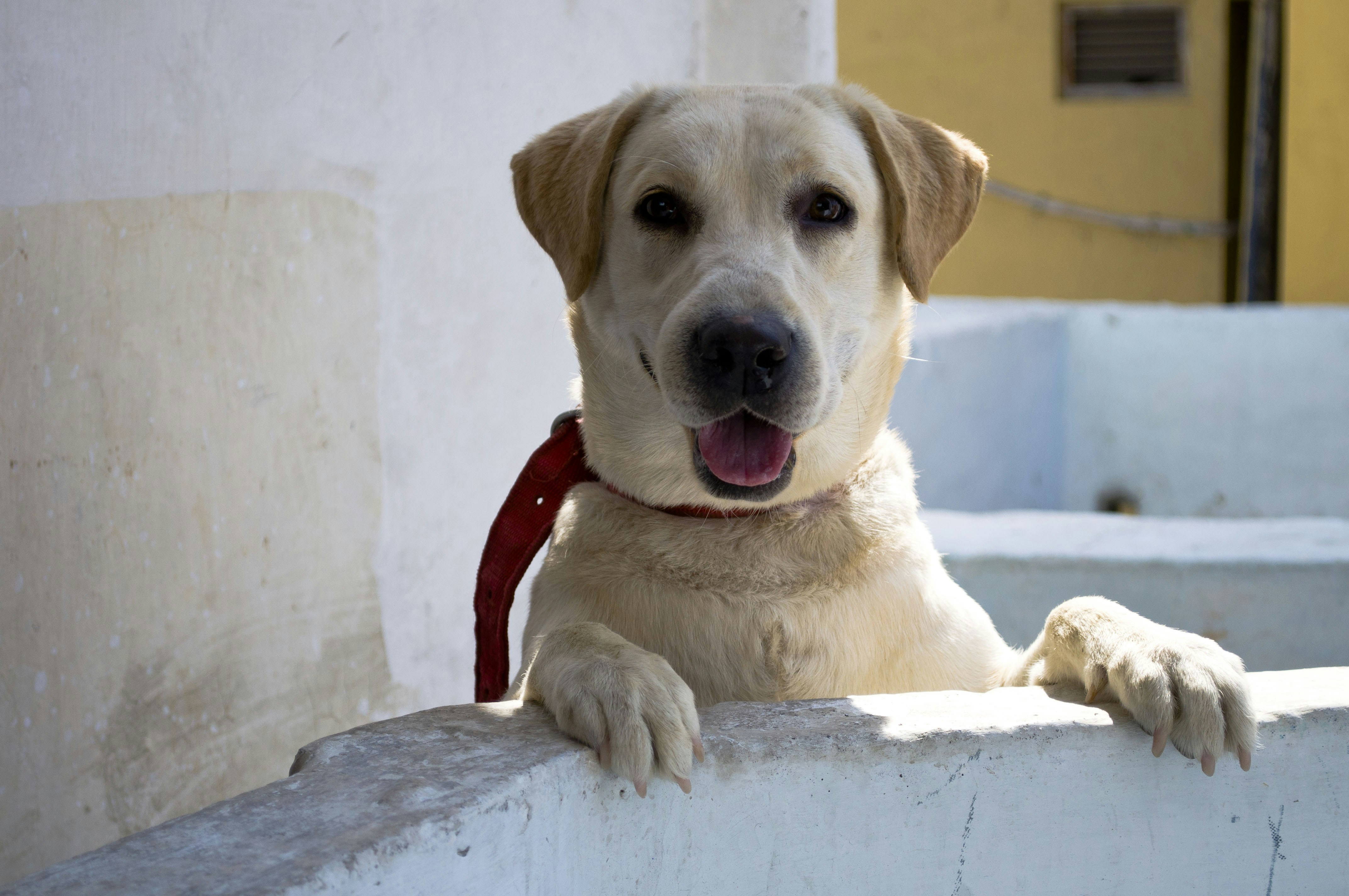 Sunlit Labrador Peering Over a Weathered Balcony Rail