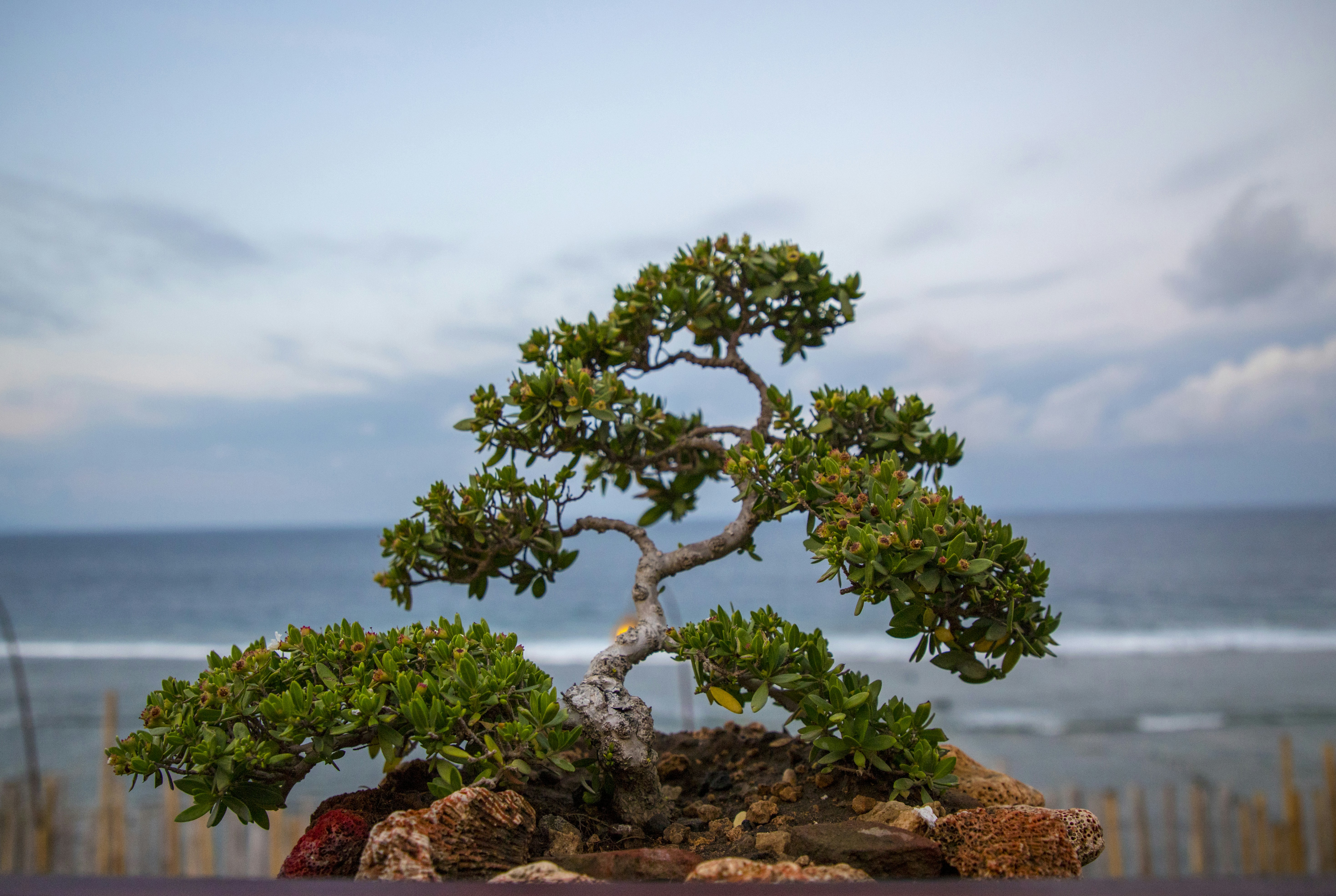 Sea-Worn Bonsai: A Gnarled Portrait on the Rocky Ledge